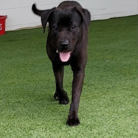 Dog for adoption - Lucy, a Black Labrador Retriever Mix in Birmingham ...