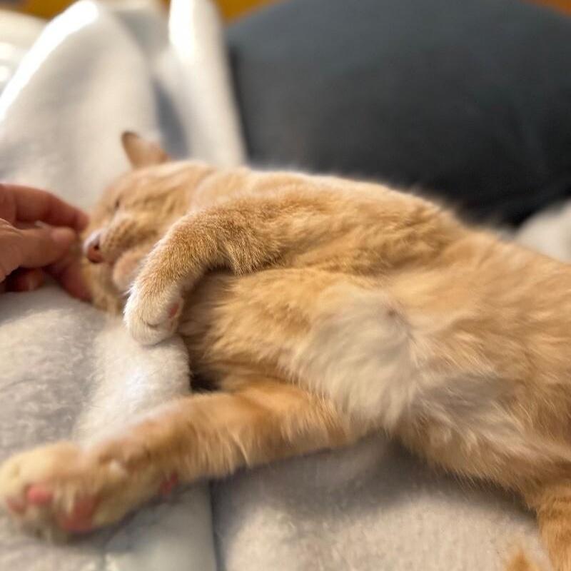 Cat for adoption - Raquelle Barbie, a Domestic Medium Hair & Tabby Mix ...