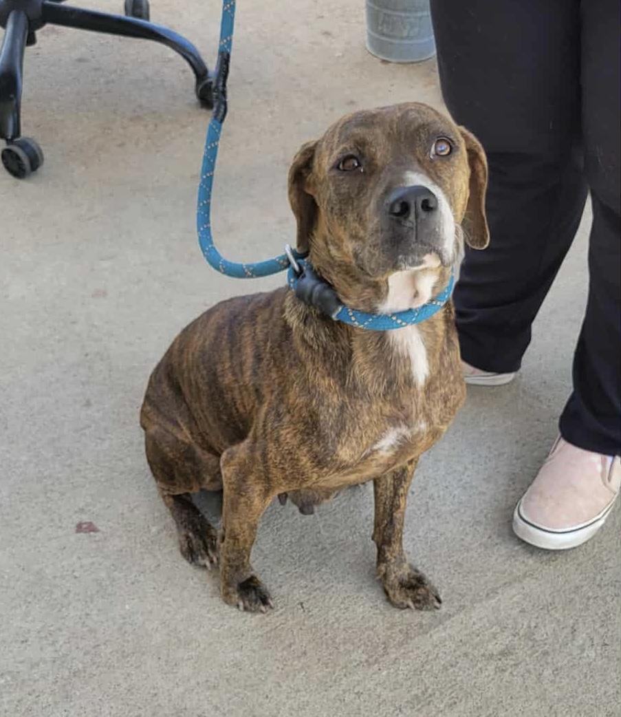 Dog for adoption - Livvie (Small Brindle Beauty looking for her hero ...