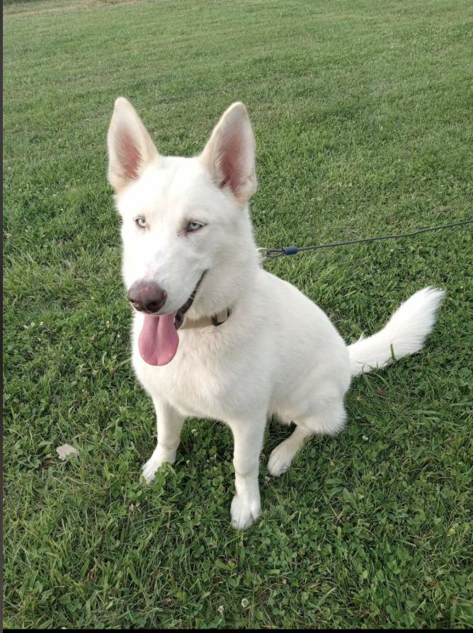 Dog for adoption - Chief (SHUSKY), a German Shepherd Dog & Husky Mix in ...