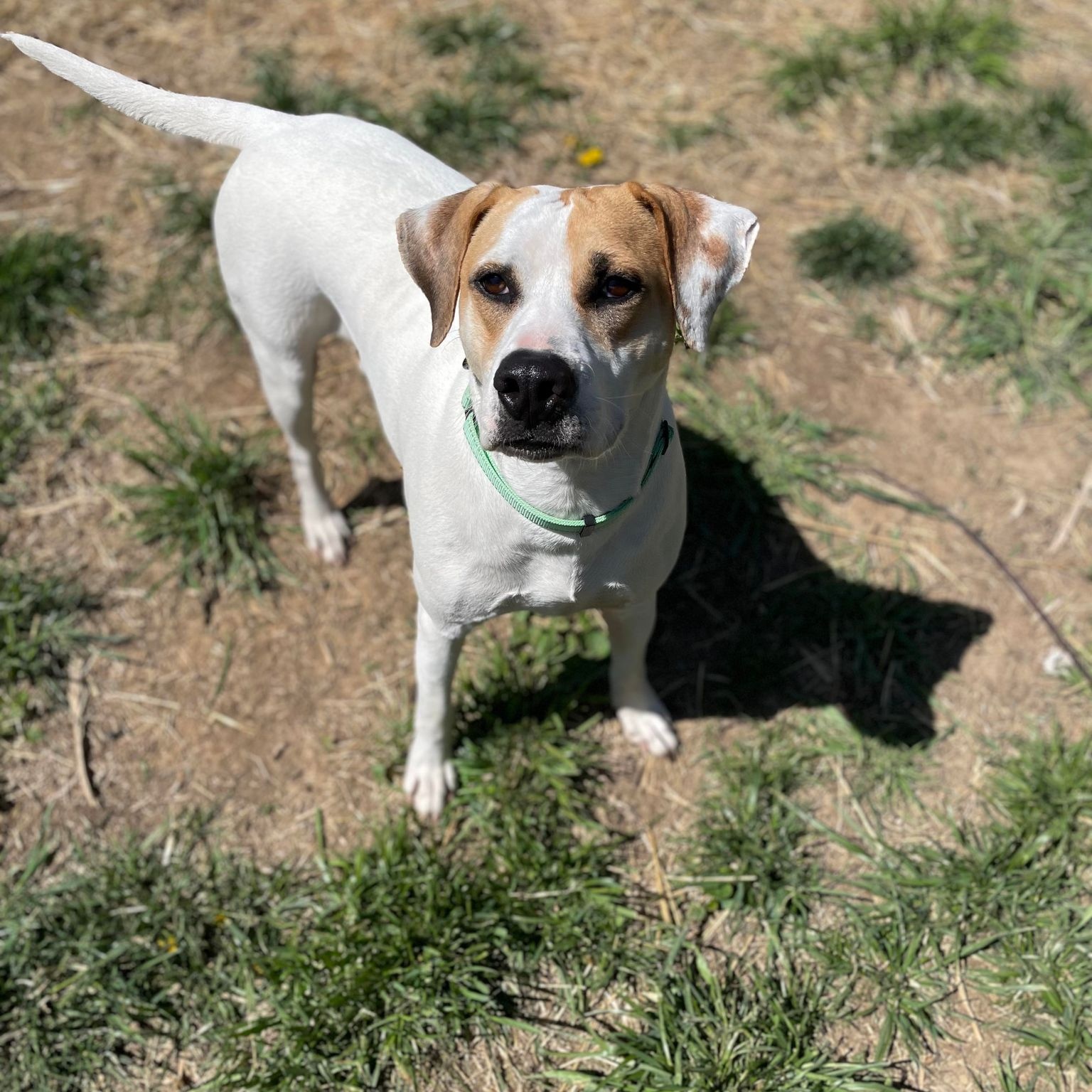 Dog for adoption - Lacey, a Great Dane & Hound Mix in Geneseo , IL ...