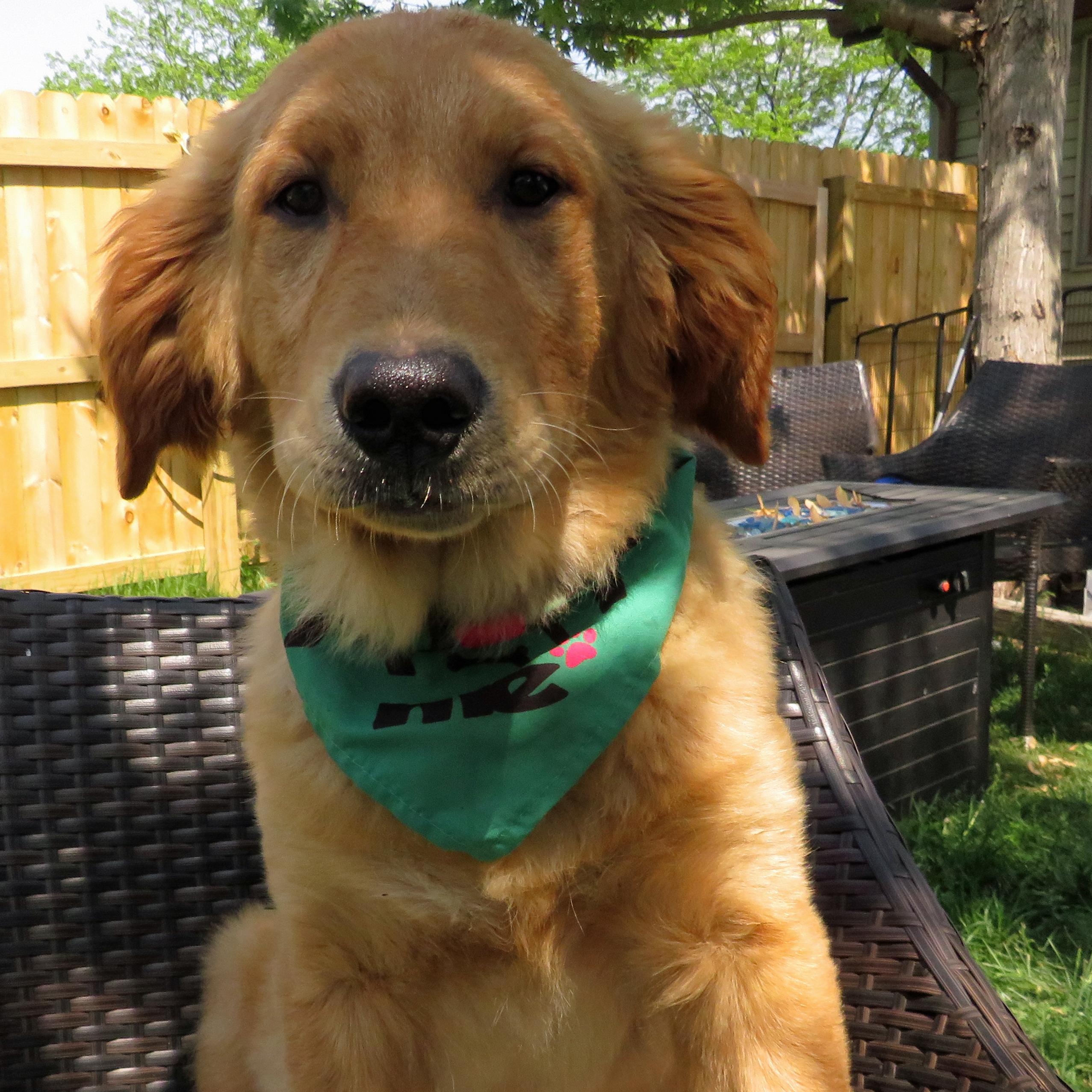 Dog for adoption - Fynny - On Hold, a Golden Retriever in Crown Point ...