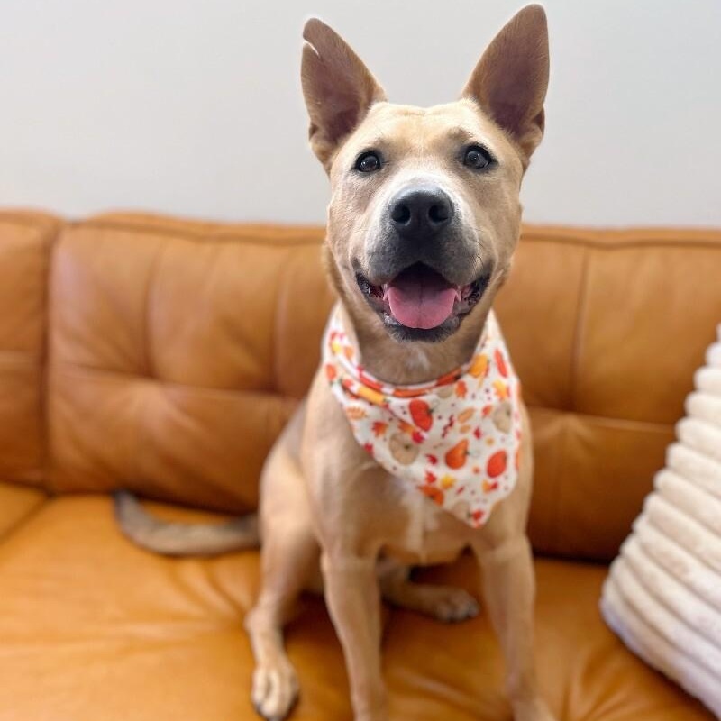 Dog for adoption - May Flower Ark, a Pit Bull Terrier & German Shepherd ...