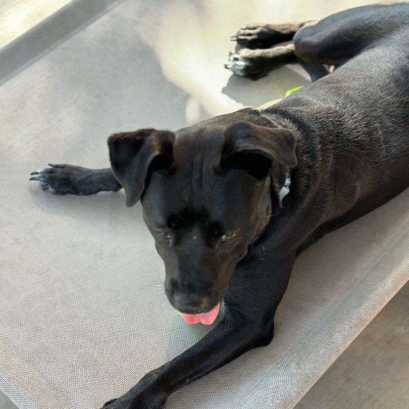 Dog for adoption - Nina, a Black Labrador Retriever Mix in Houston, TX ...
