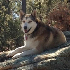 Dog for adoption - Lupita, a Siberian Husky & Shepherd Mix in Green ...