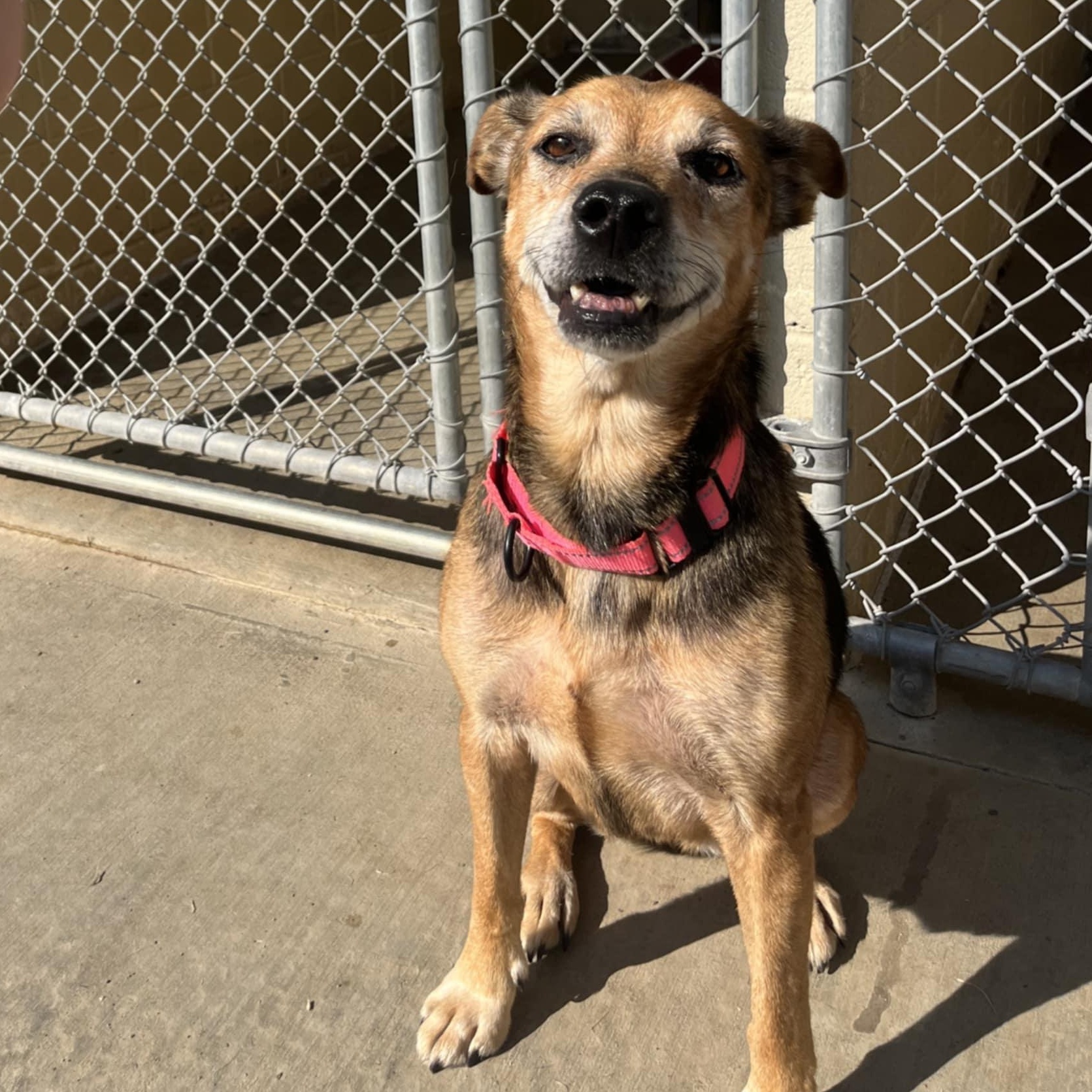 Adoptable Dogs - Friends of Orange County Animal Shelter