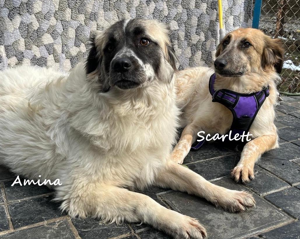 Dog for adoption - Amazing Amina from Azerbaijan, a Canaan Dog in ...