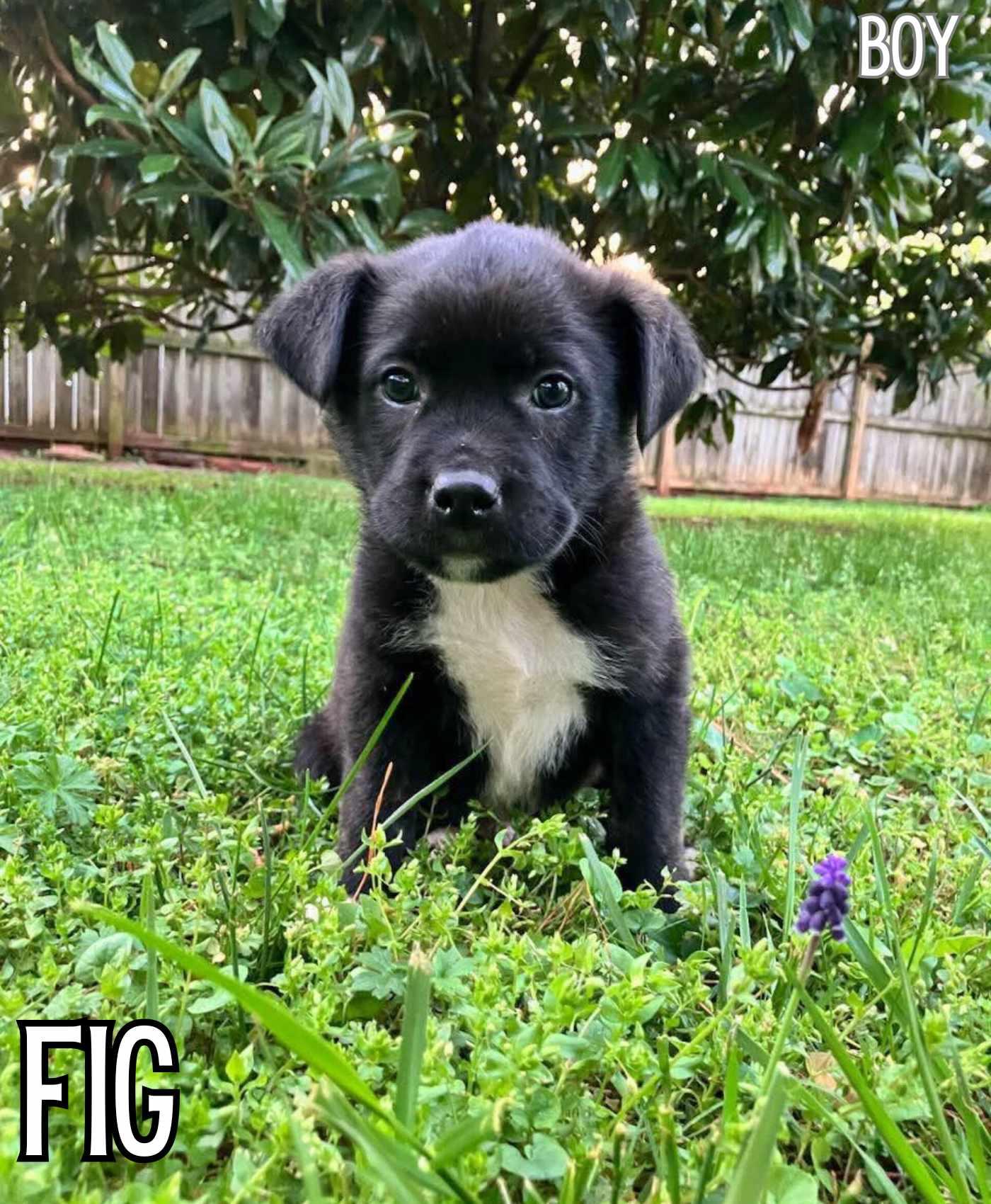 Dog for adoption - Fig, a Labrador Retriever Mix in Smithfield, RI ...