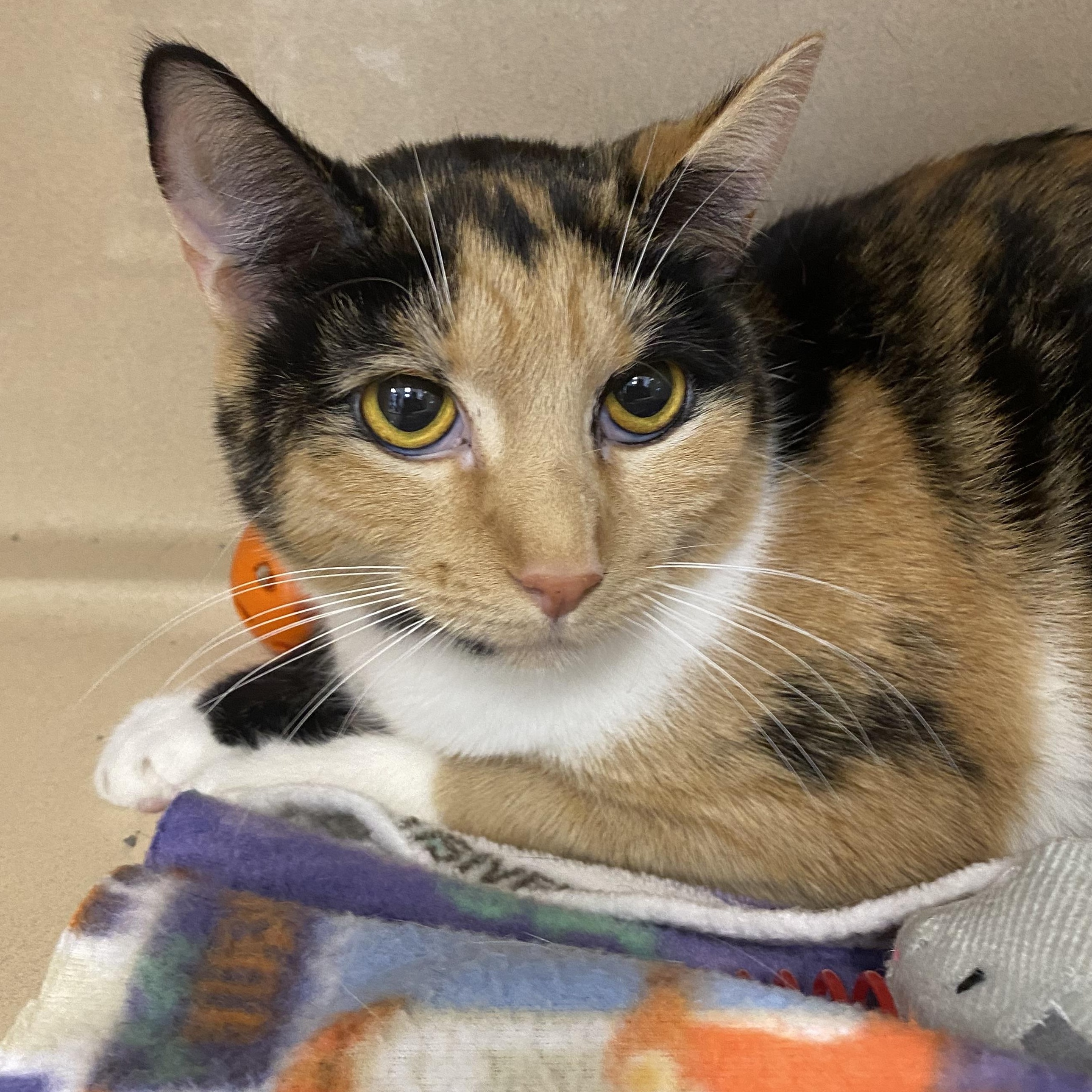 Cat for adoption - Calypso, a Domestic Short Hair in Elyria, OH | Petfinder