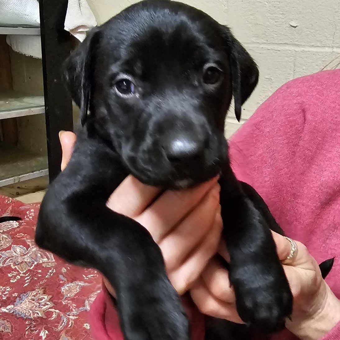Dog for adoption - Napoli (PUPPY), a German Shepherd Dog & Black ...