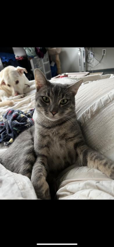 Cat for adoption - Squeakerz & Ash, a Russian Blue & Domestic Short ...