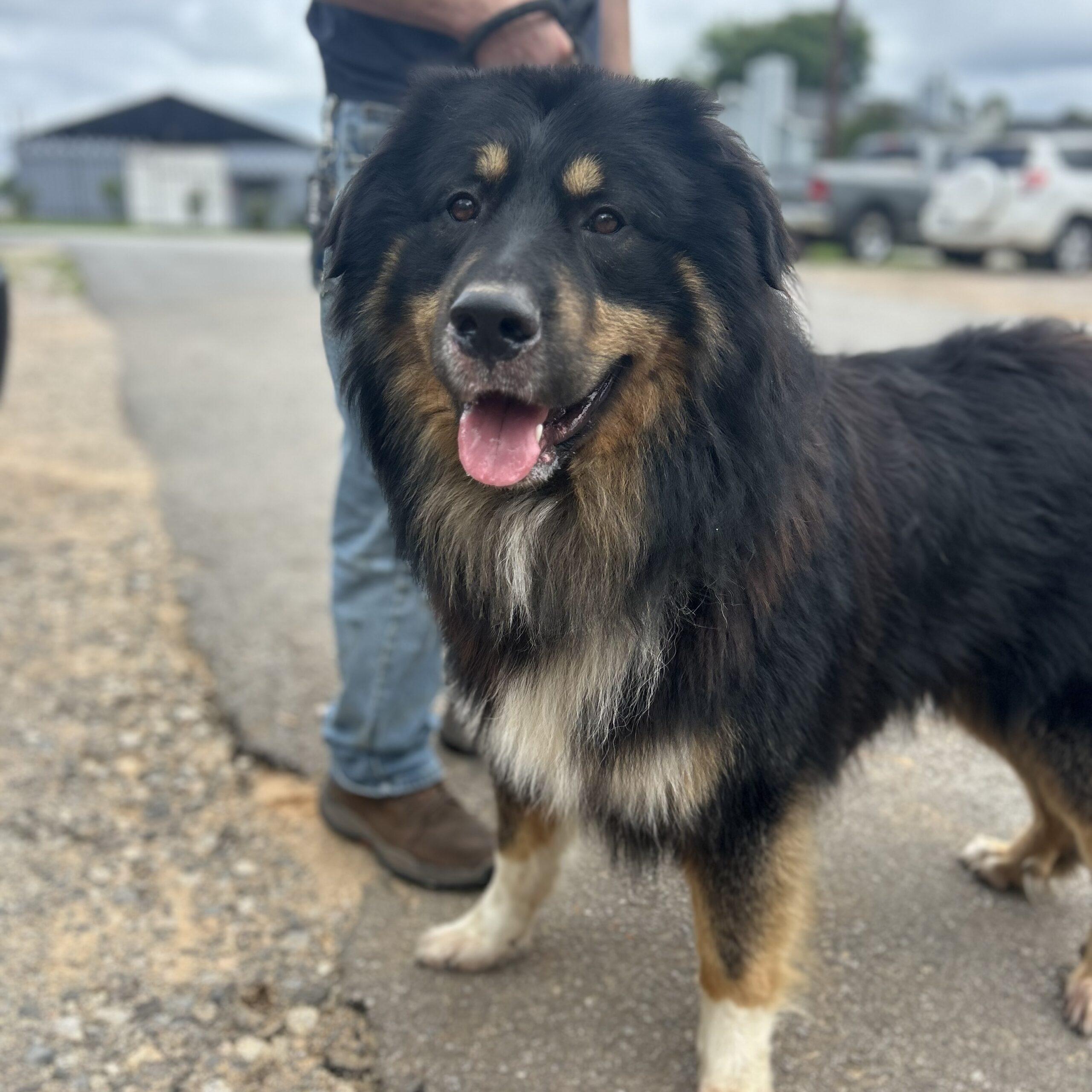 Dog for adoption - Goi, a Tibetan Mastiff Mix in Washington, DC | Petfinder