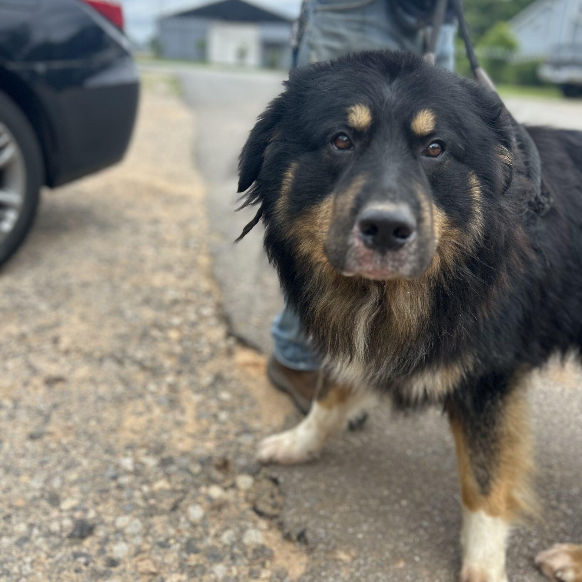 Dog for adoption - Goi, a Tibetan Mastiff Mix in Washington, DC | Petfinder