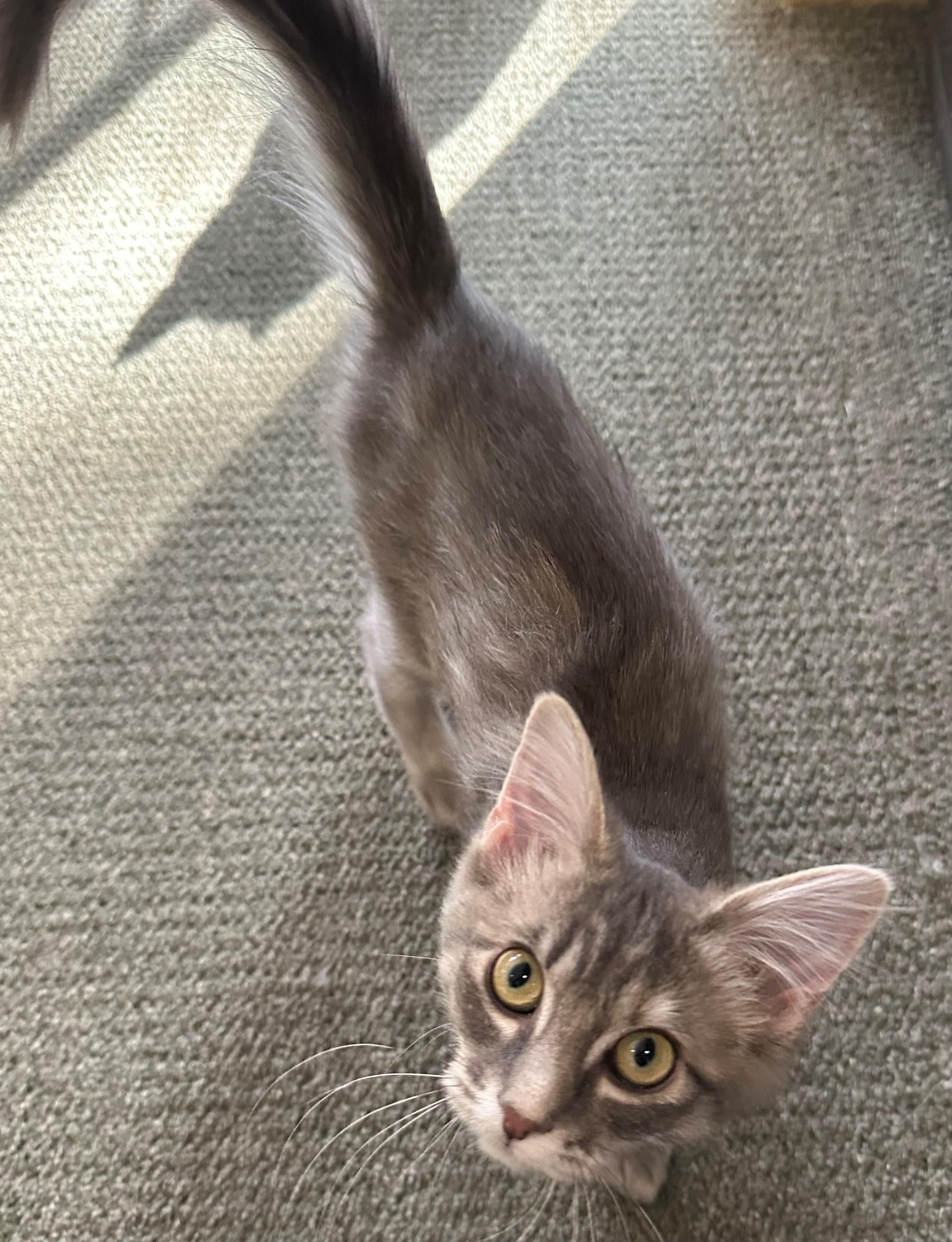 Penne – Playful, Snuggly, and Ready for Love! - Adoptable Pet ...