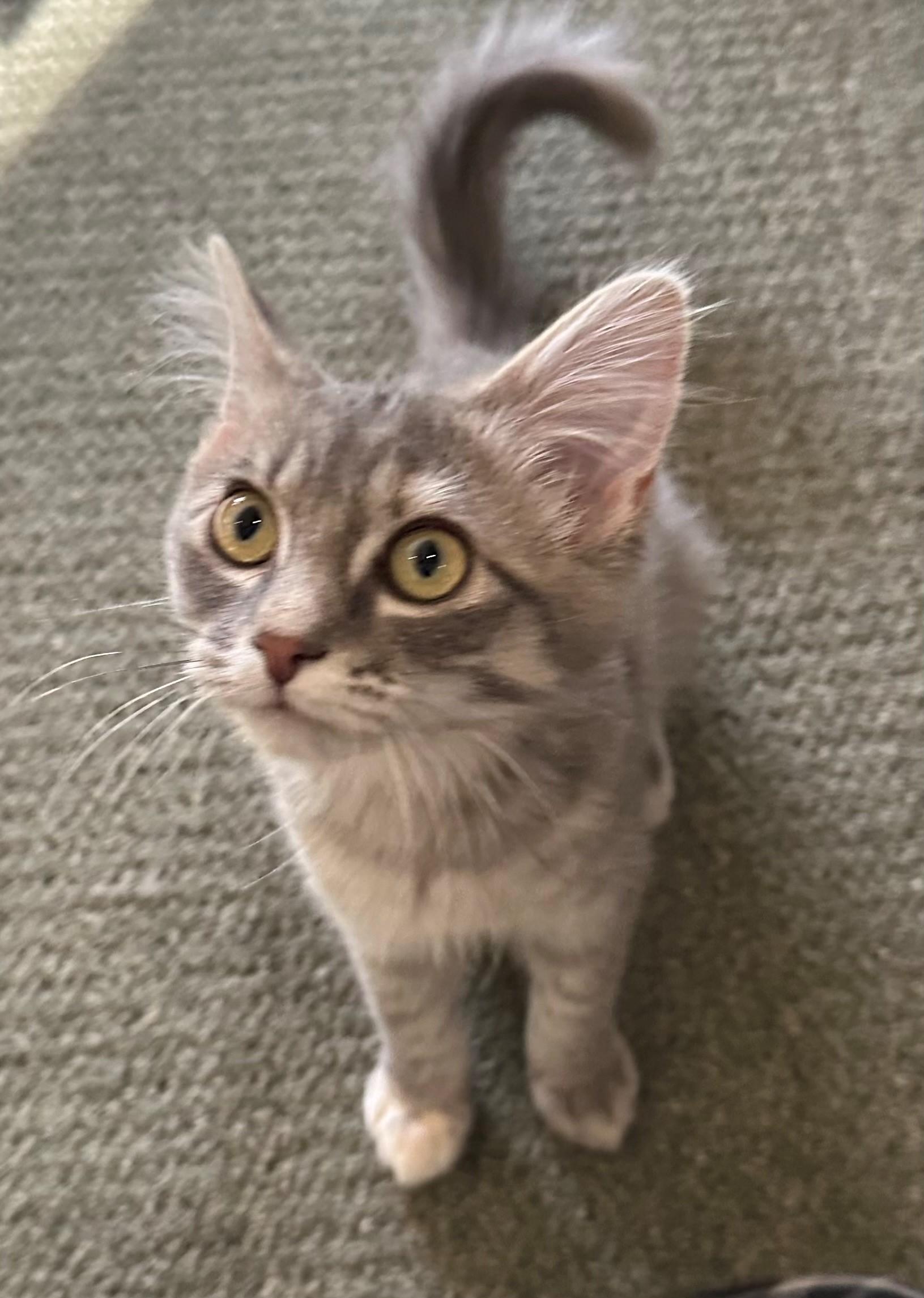 Penne – Playful, Snuggly, and Ready for Love! - Adoptable Pet ...