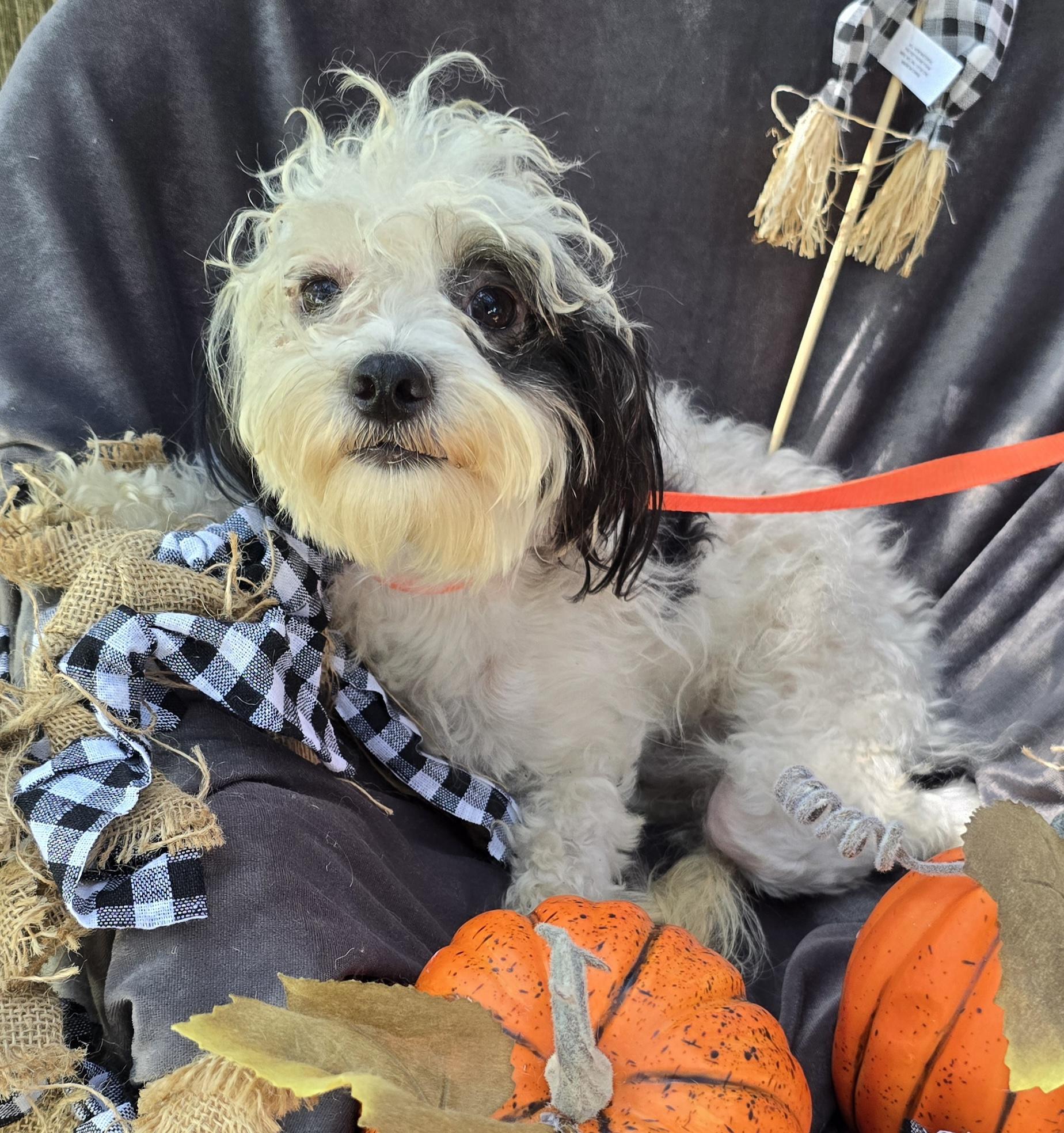 Dog for adoption - Kushad WA14002-T, a Poodle & Shih Tzu Mix in ...