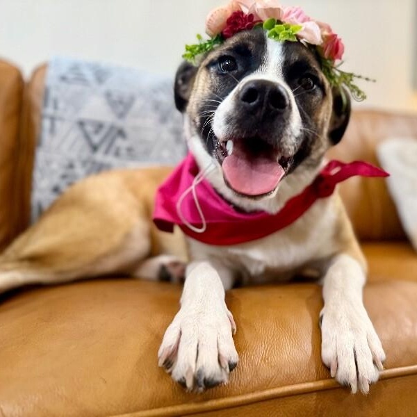 Dog for adoption - Abbey Liverpool, a Labrador Retriever & Saint ...