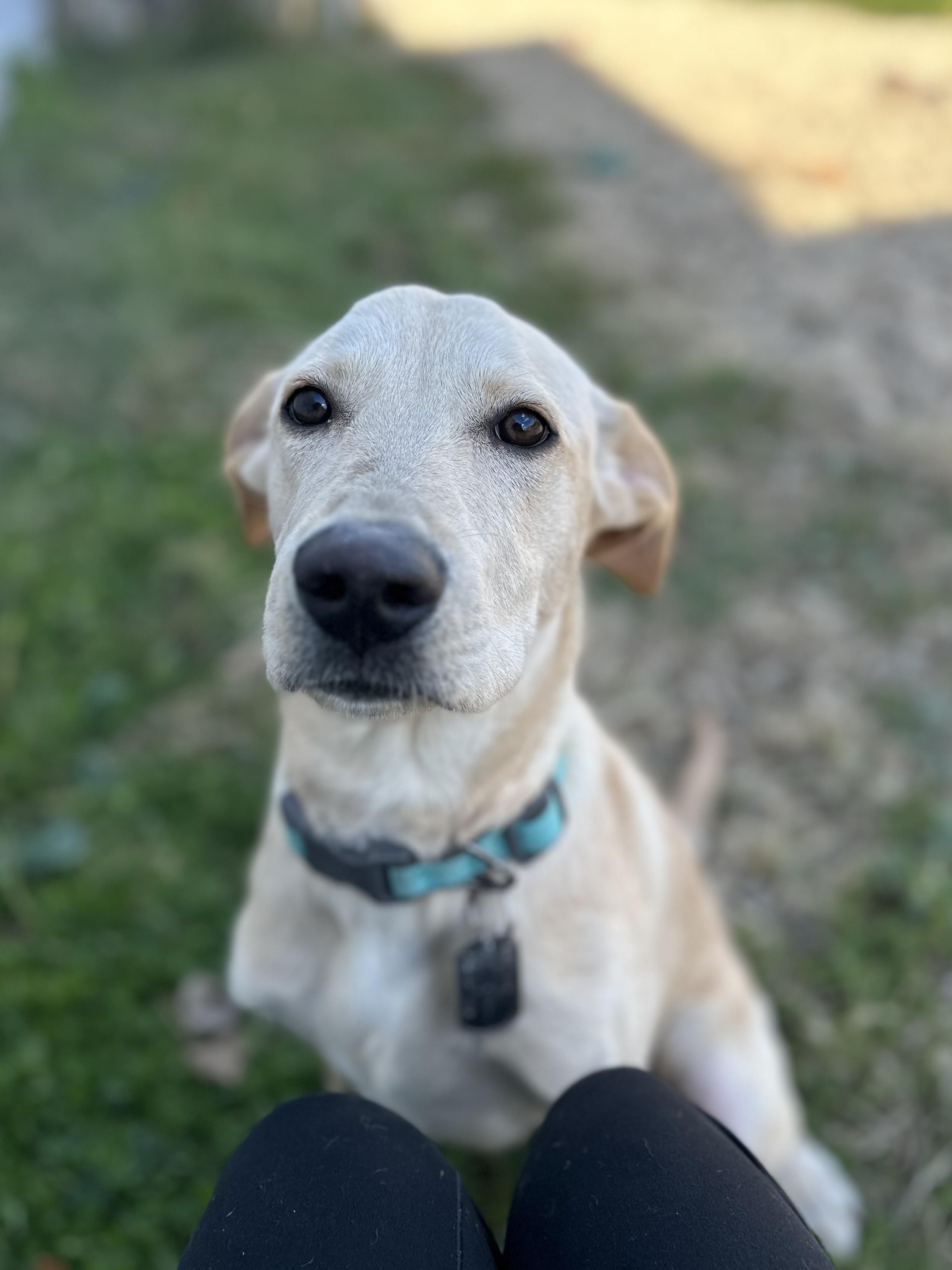Tanner - Adoptable Pet | Petfinder | Petfinder
