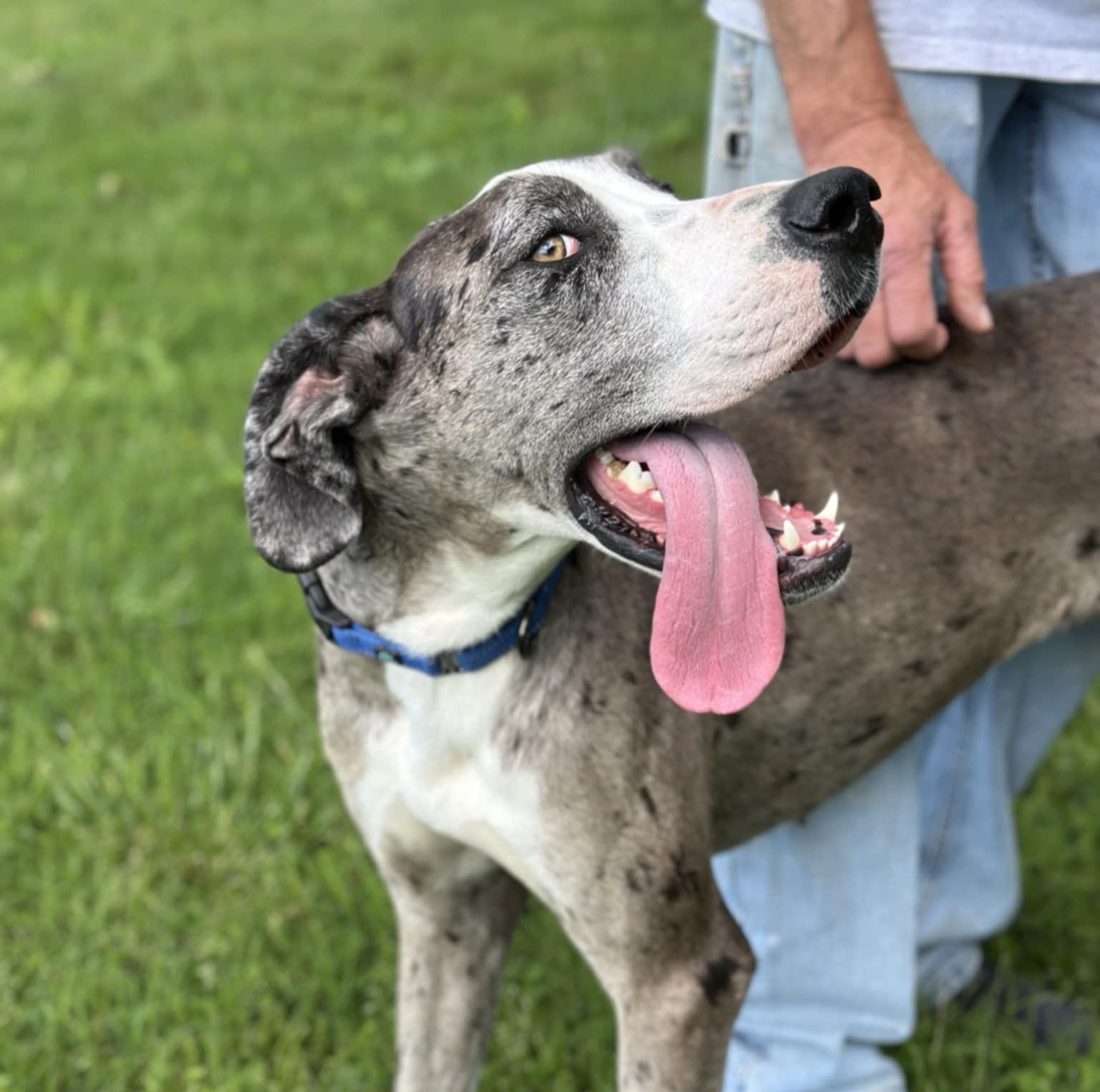 Dog for adoption - Ms. Kitty, a Great Dane in Chattanooga, TN | Petfinder