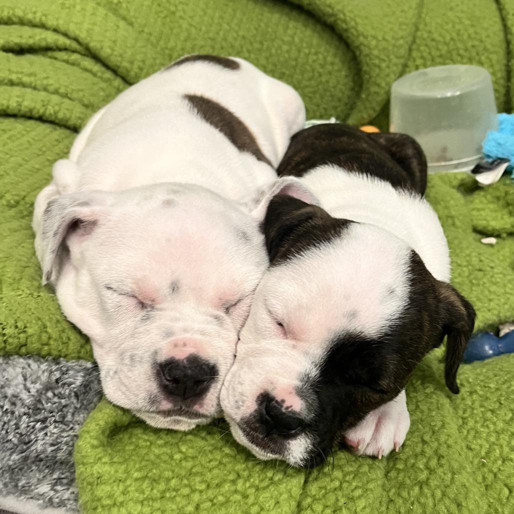 Dog for adoption - Val, a Boxer Mix in Huntsville, AL | Petfinder