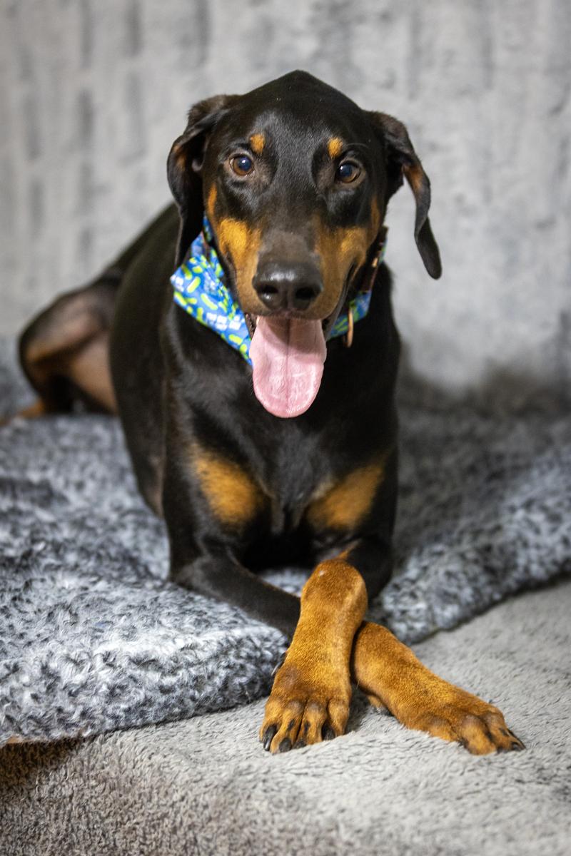 Dog for adoption - Dominic, a Doberman Pinscher in Buffalo, NY | Petfinder