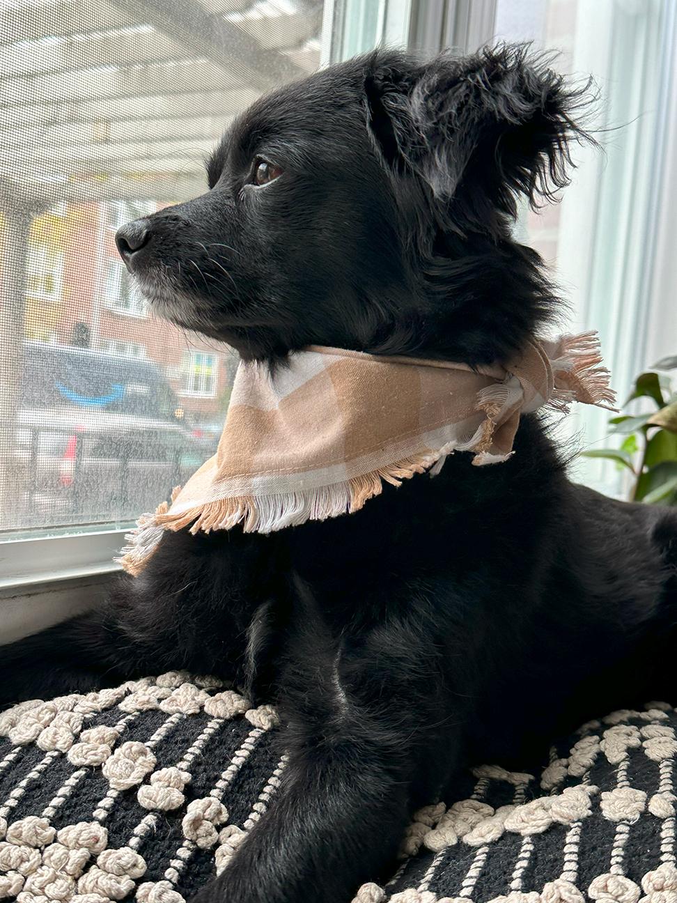 Dog for adoption - Charlie, a Spaniel Mix in Harrison, NY | Petfinder