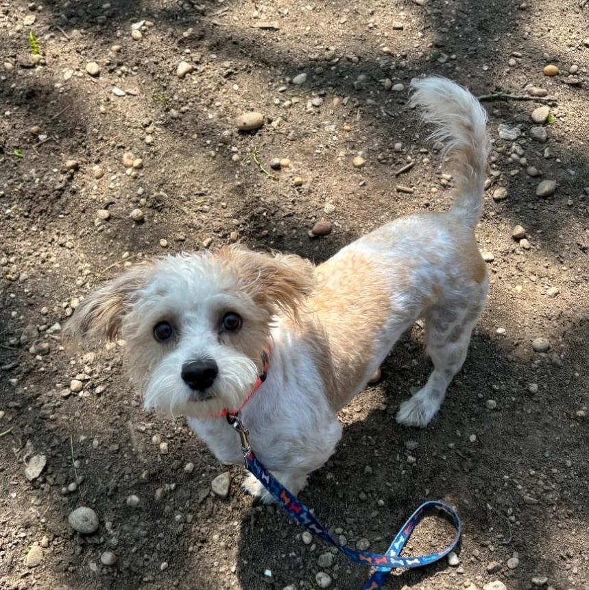 Dog for adoption - Yankee, a Mixed Breed in Lindenhurst, NY | Petfinder