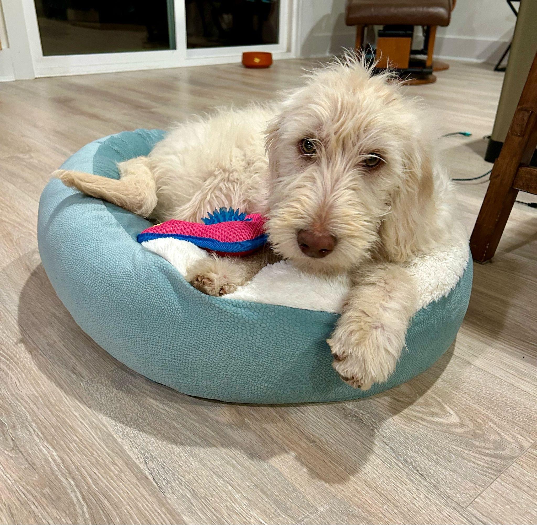 Dog for adoption - Fig, a Labradoodle & Great Pyrenees Mix in Manhasset ...