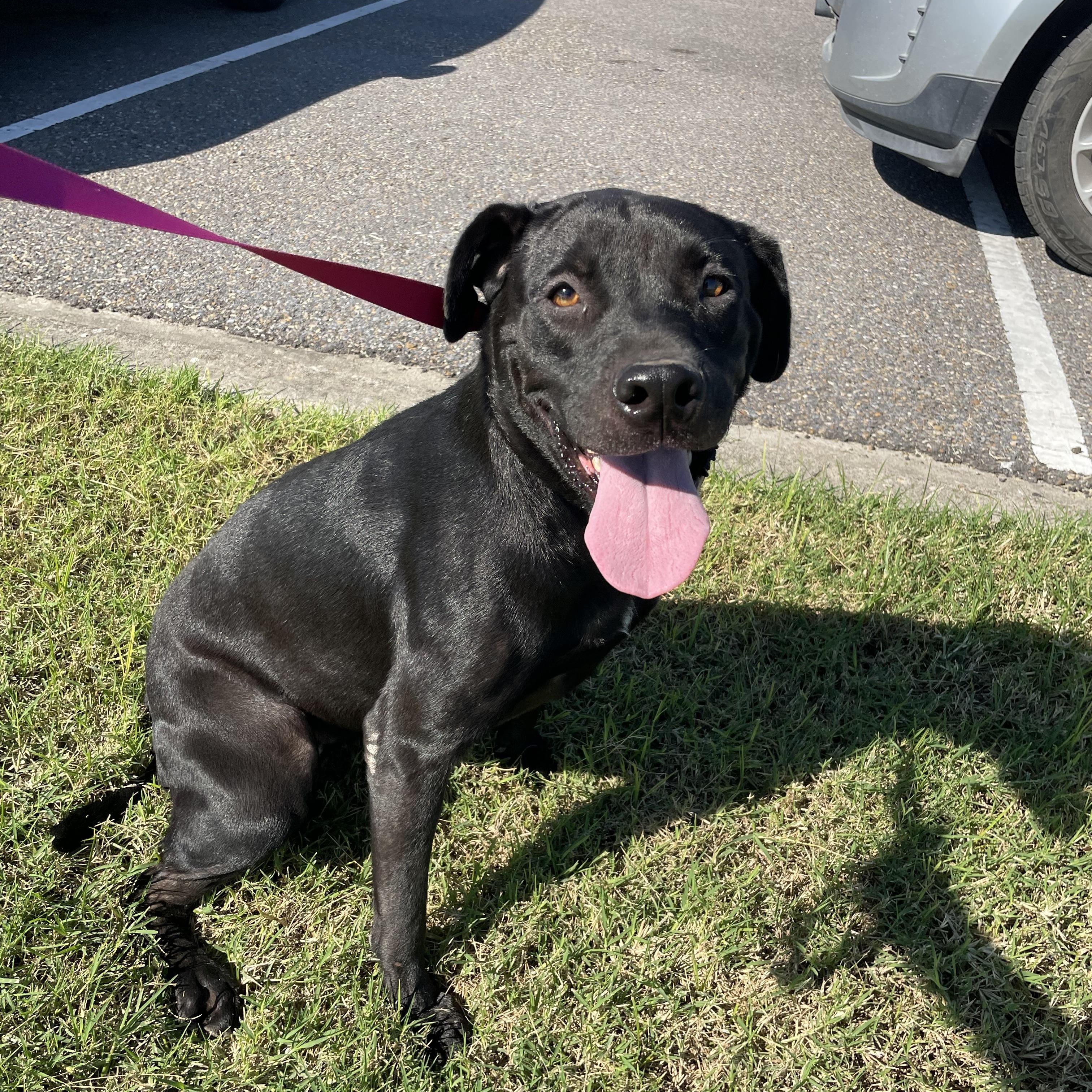 Dog for adoption - Bonnie, a Labrador Retriever in Philadelphia, PA ...