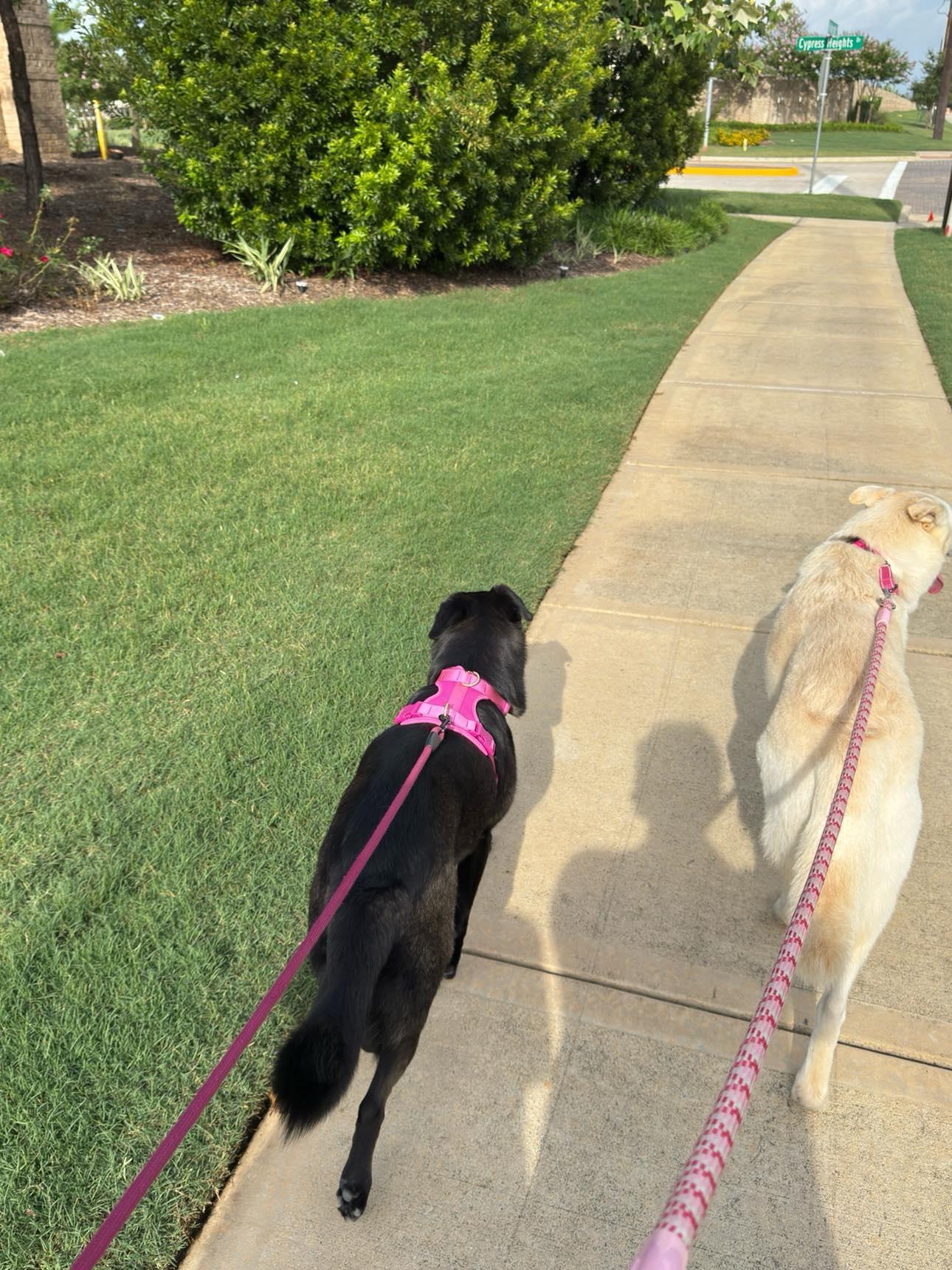 Dog for adoption - Walker, a Labrador Retriever & Shepherd Mix in ...