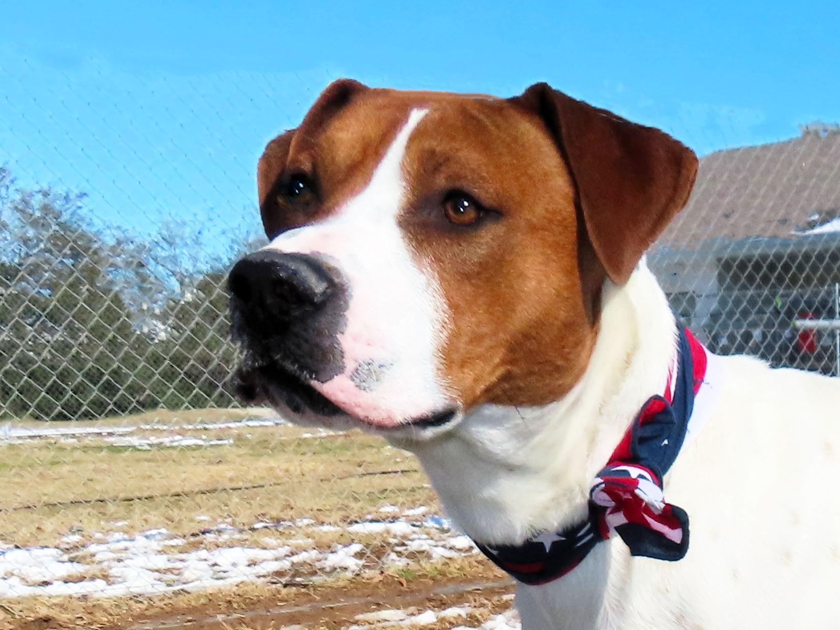 Dog for adoption - Sully 7078, an English Pointer & Boxer Mix in Rogers ...