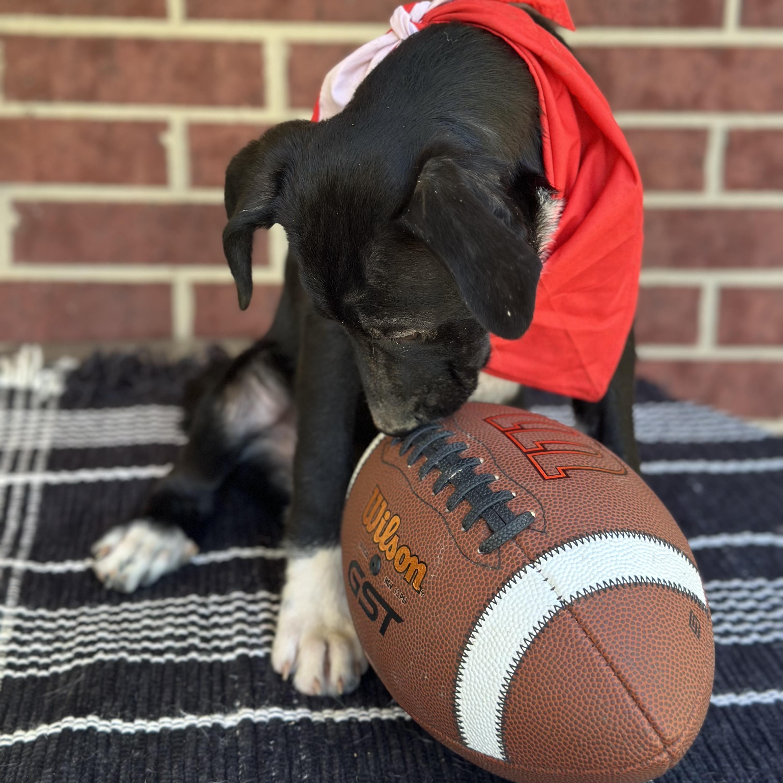 Dog for adoption - Hayes, a Black Labrador Retriever & Australian ...