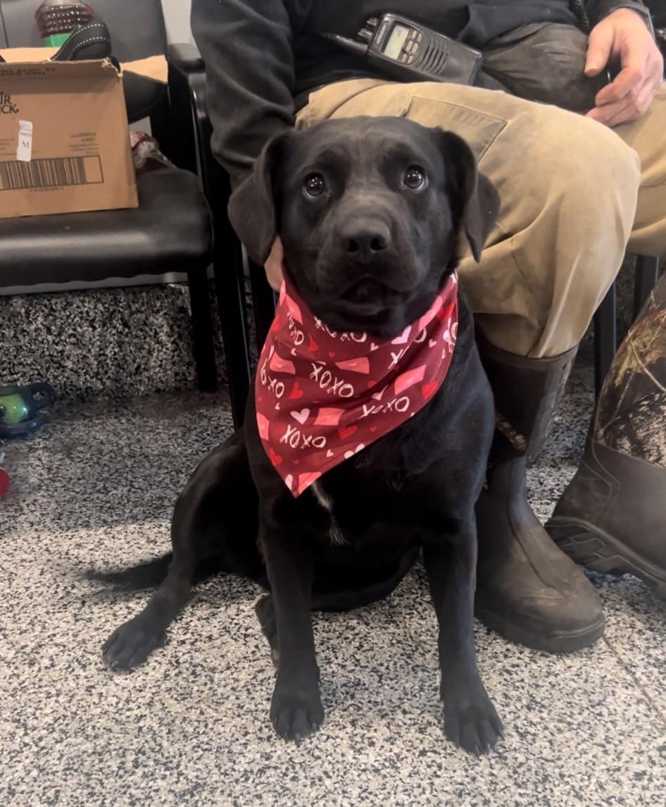 Dog for adoption - Sylvie, a Labrador Retriever Mix in Aurora, IL | Petfinder