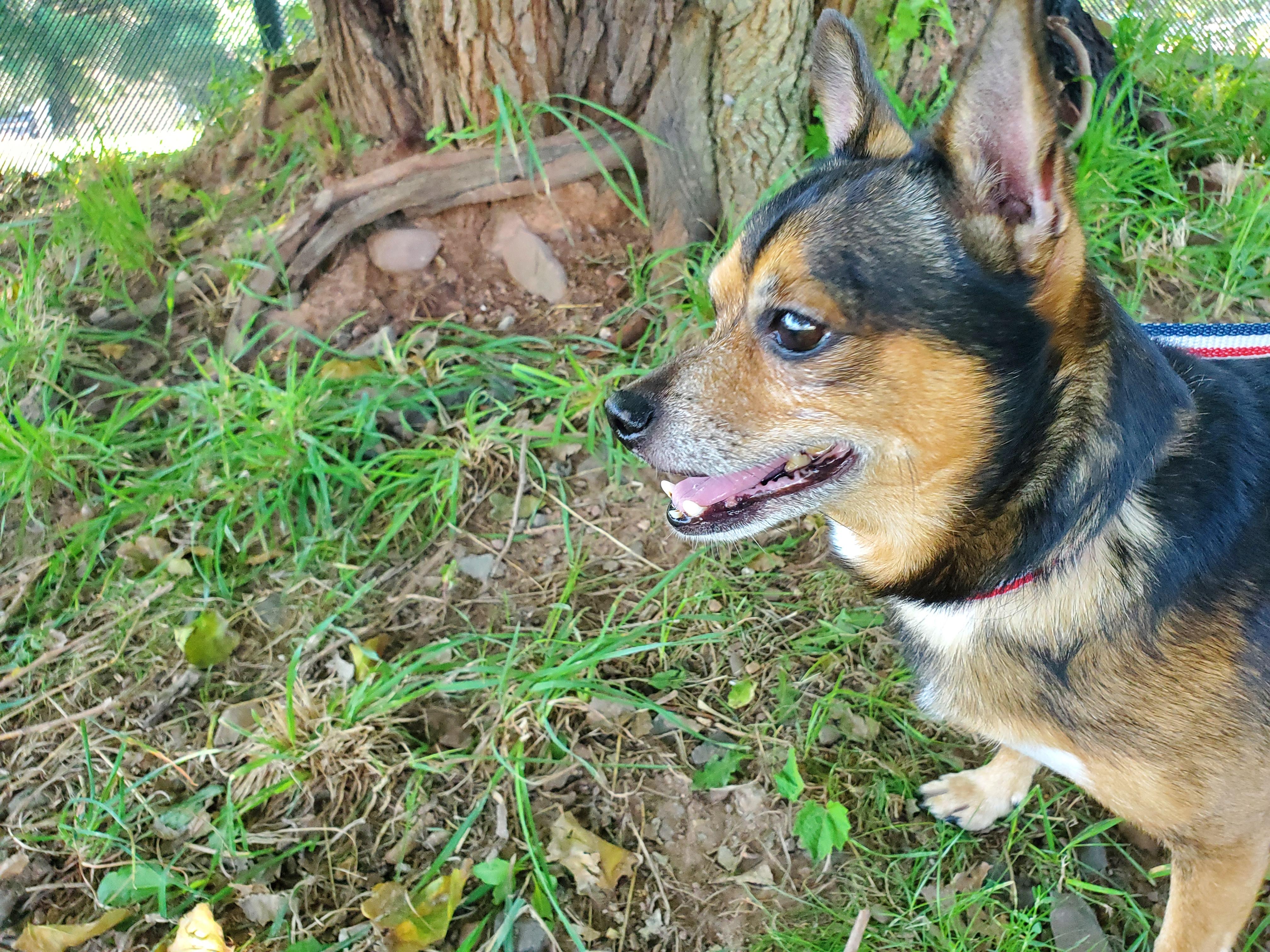 Dog for adoption - Pepito, a Chihuahua Mix in Jersey city, NJ | Petfinder