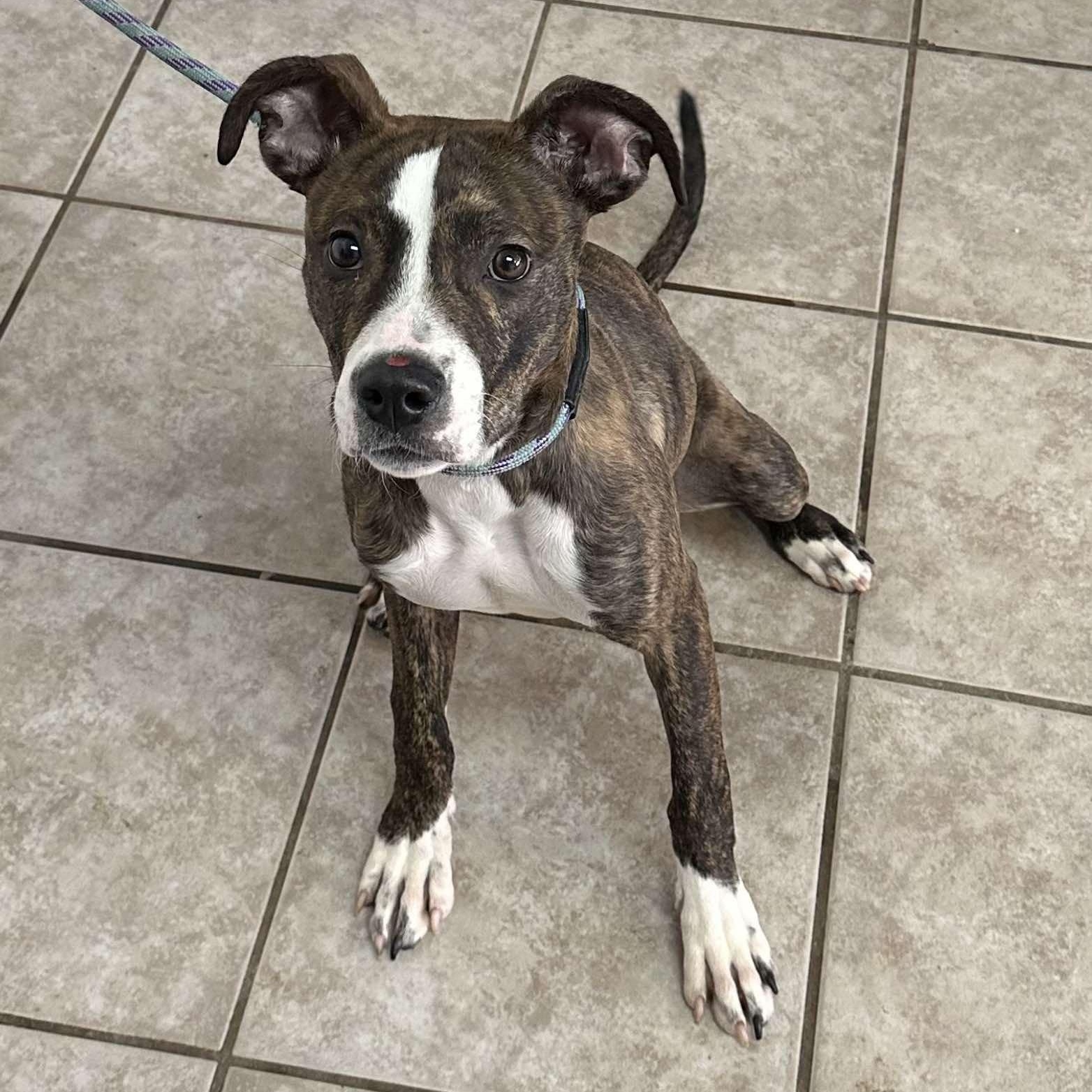 Cedar Bend Humane Society | Adopt a Dog