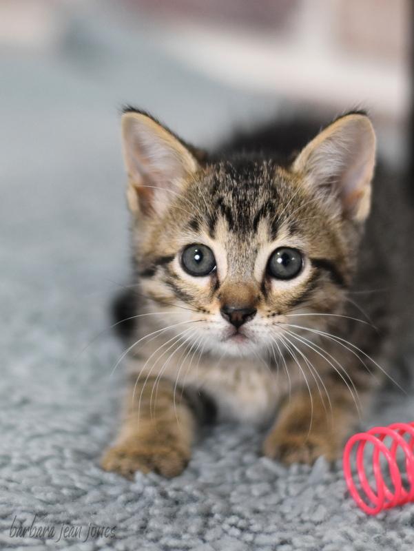 Cat for adoption - Barbara Jean Jones (AKA Babs), a Domestic Short Hair ...