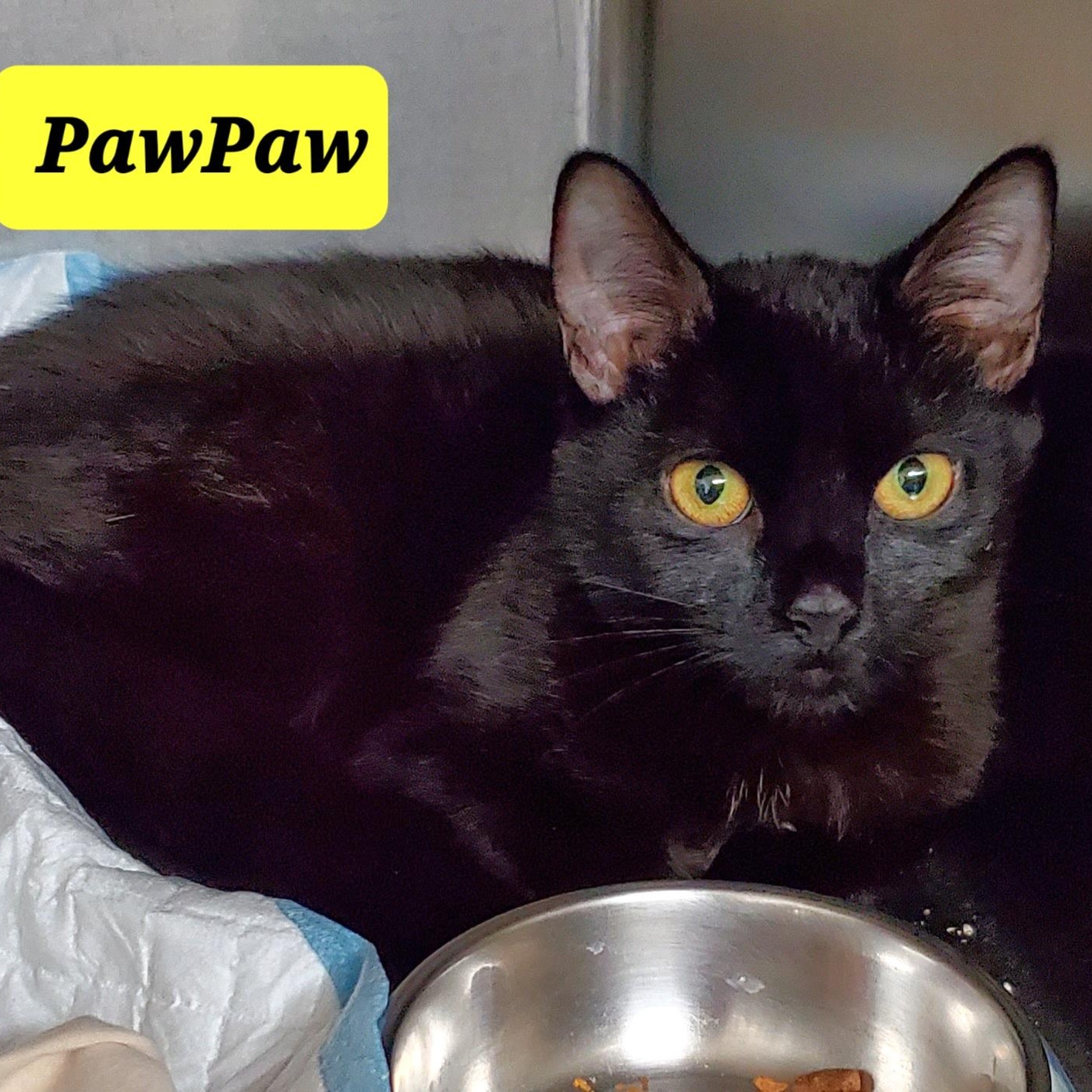 Cat for adoption - PawPaw, a Domestic Short Hair in Raritan, NJ | Petfinder