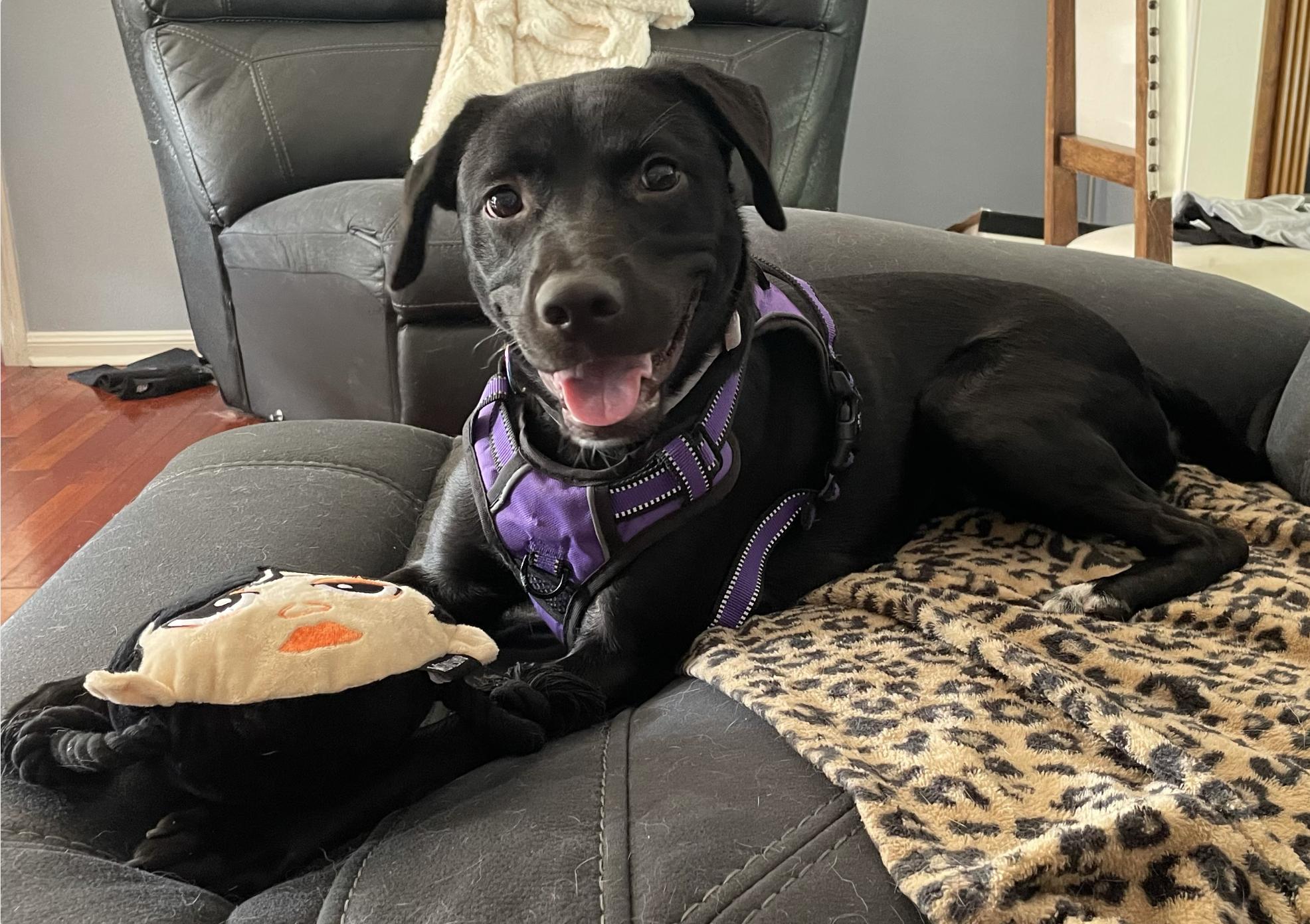Dog for adoption - Sara, a Labrador Retriever Mix in Colorado Springs ...