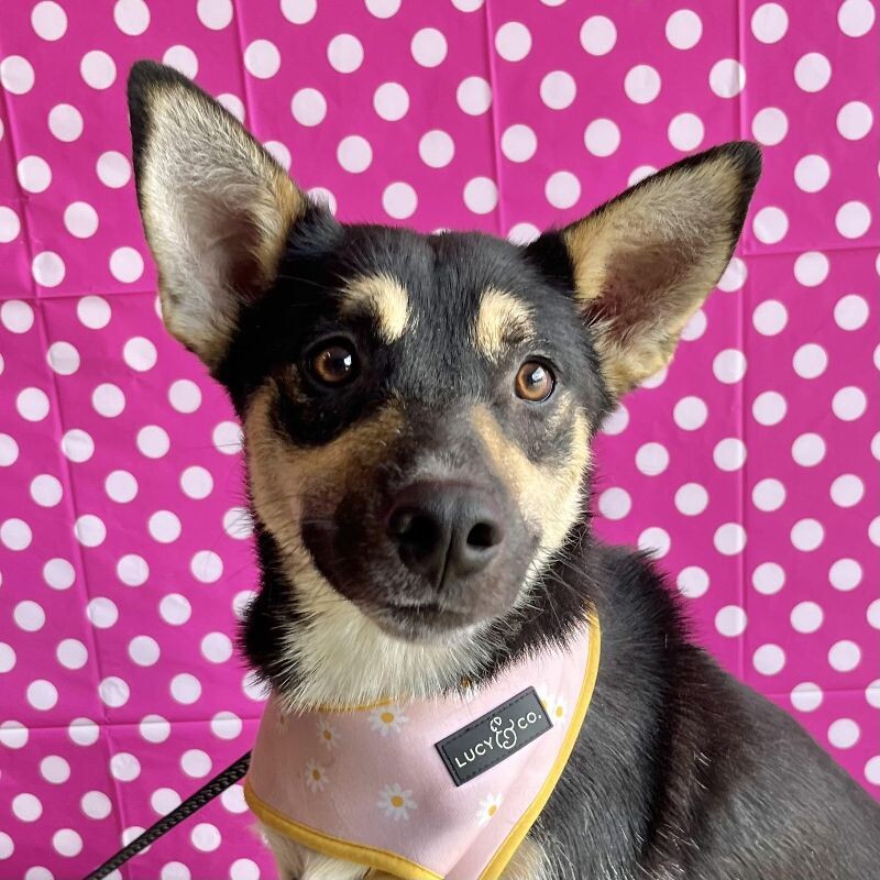 Dog for adoption - Wilma, an Australian Kelpie & Lancashire Heeler Mix ...