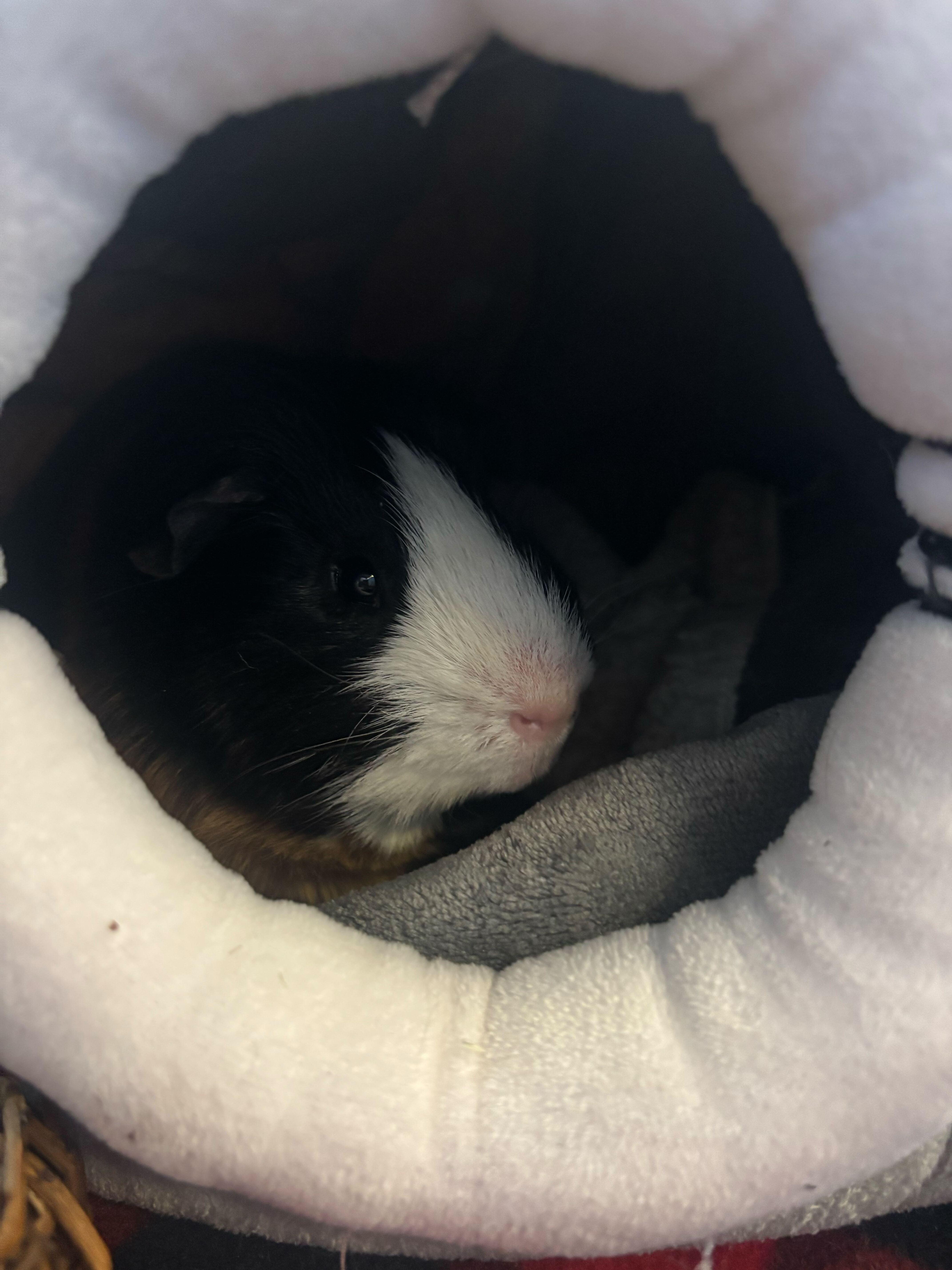 Gnocchi - Adoptable Pet | Petfinder | Petfinder