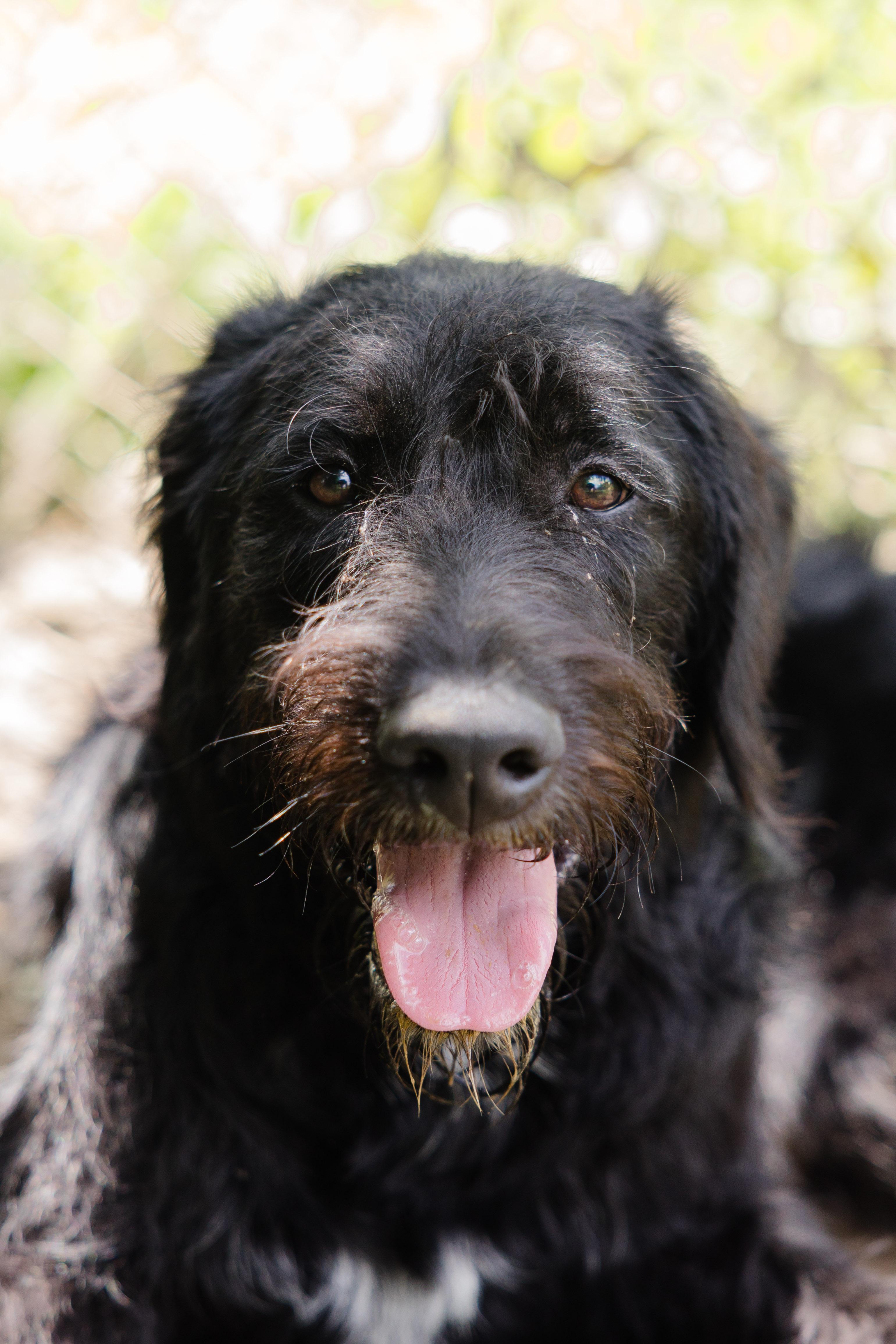 Dog for adoption - Kyro, a Poodle & Weimaraner Mix in Newburgh, IN ...