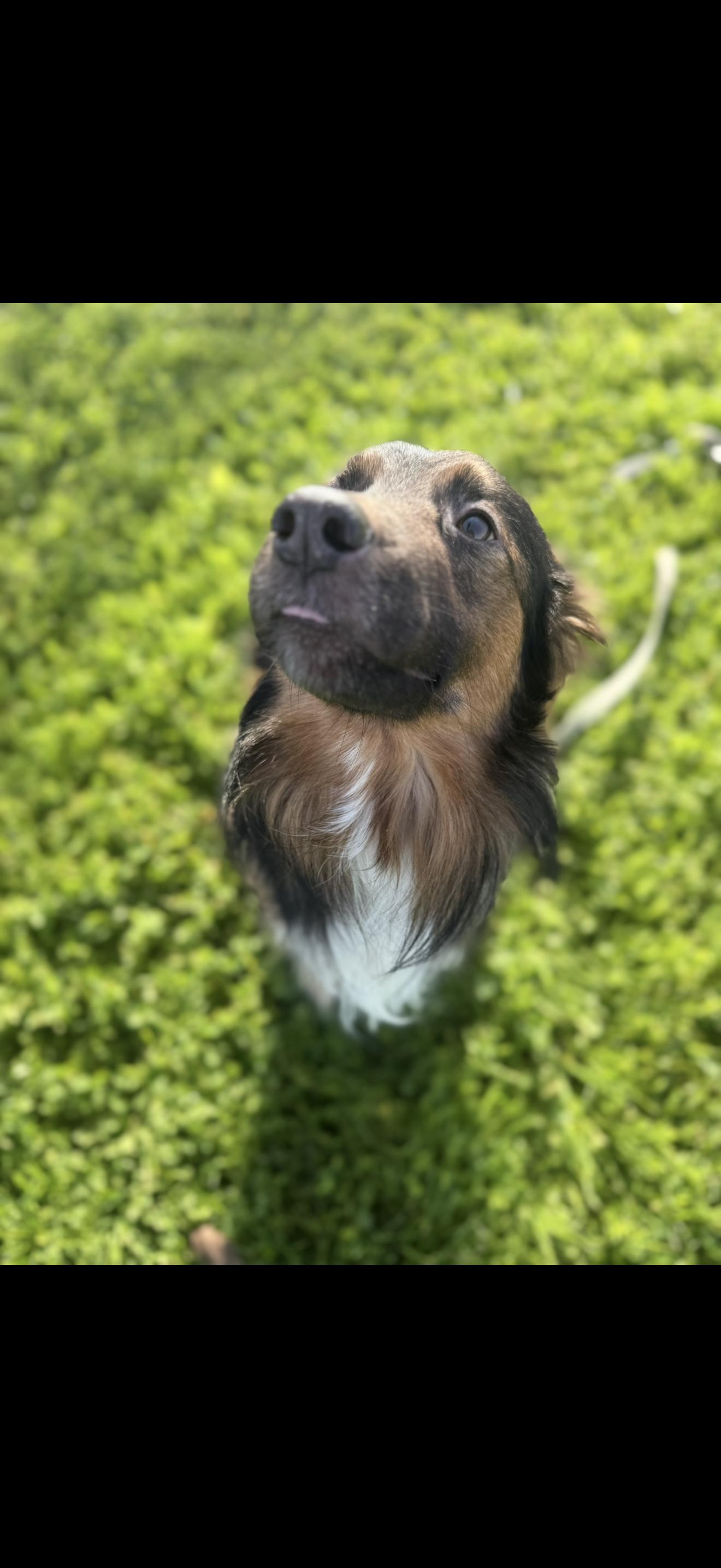 Bear - Adoptable Pet | Petfinder | Petfinder
