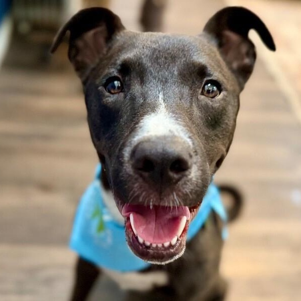 Dog for adoption - Huey Loves Hugs, a Black Labrador Retriever & German ...