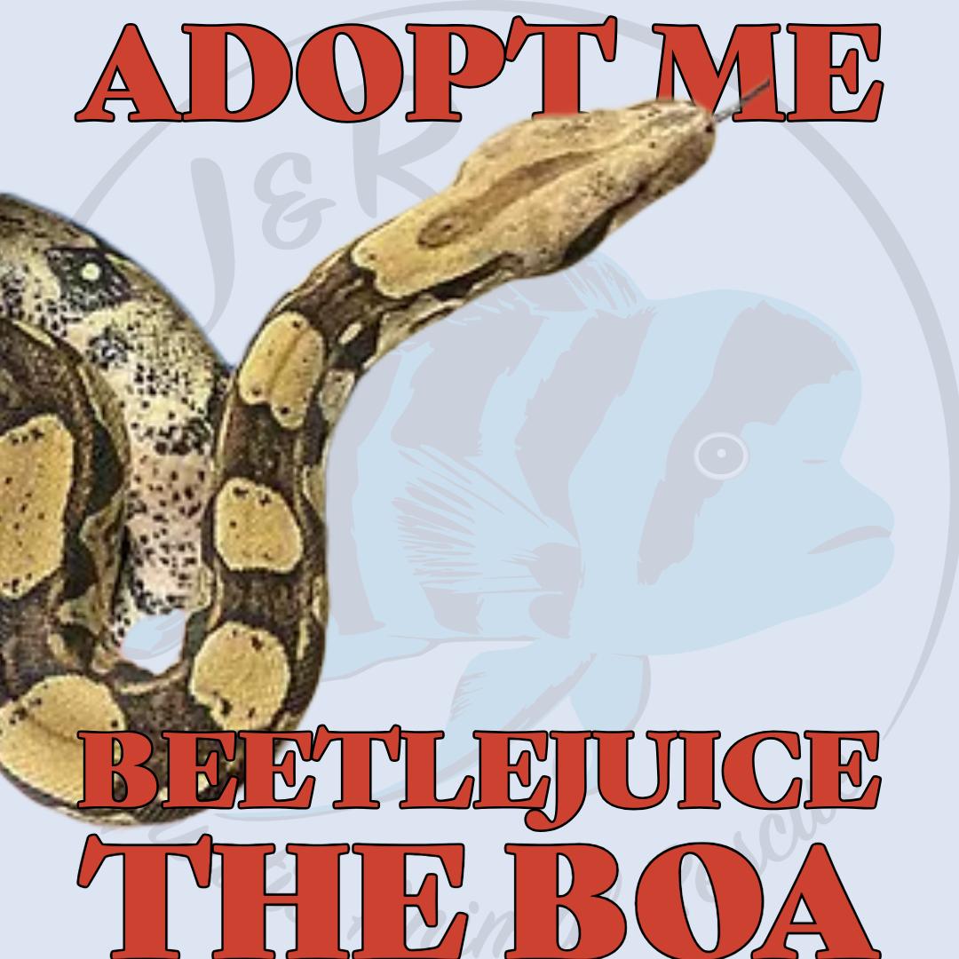 Snake for adoption - Beetlejuice the Boa, a Boa Constrictor in Neenah ...