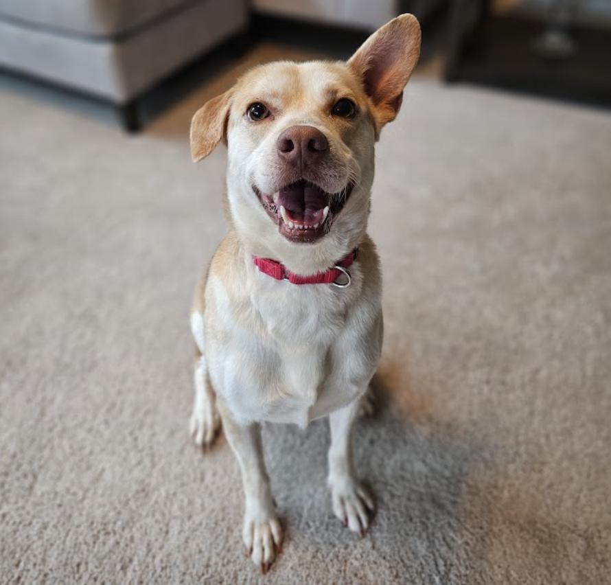 Dog for adoption - Nelson, a Mixed Breed in East Syracuse, NY | Petfinder