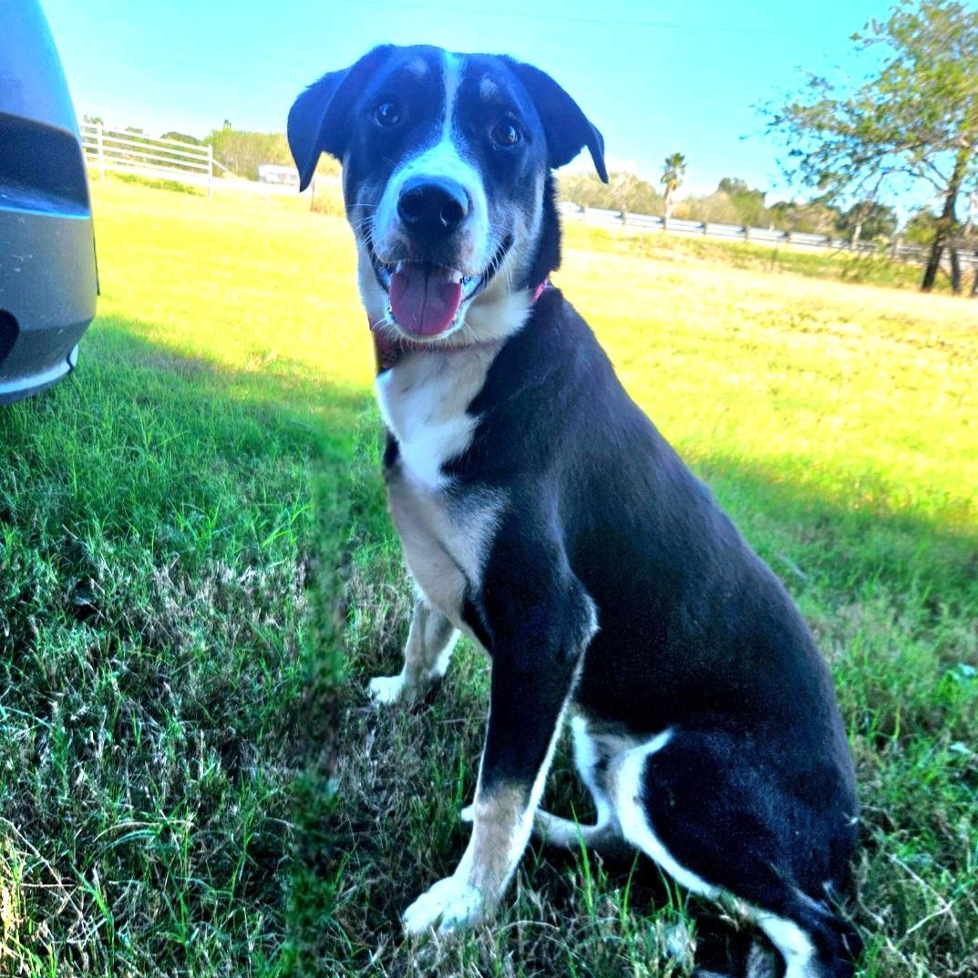 Dog for adoption - Benson, a Labrador Retriever & Husky Mix in Buffalo ...