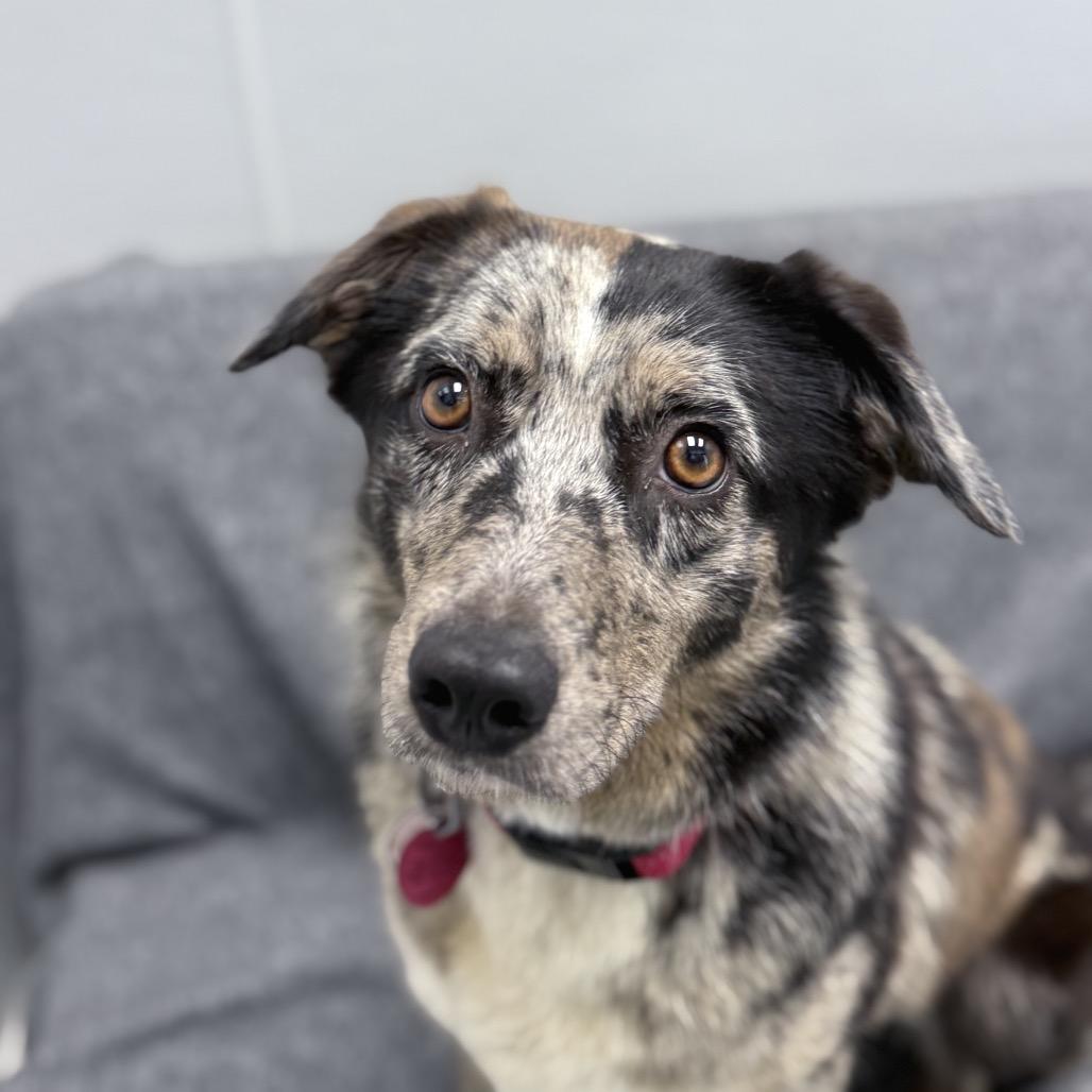 Dog for adoption - Sable, an Australian Shepherd & Border Collie Mix in ...
