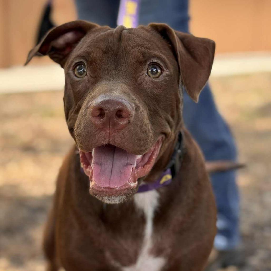 Dog for adoption - Ferris Bueller KL, a Pit Bull Terrier Mix in Renton ...