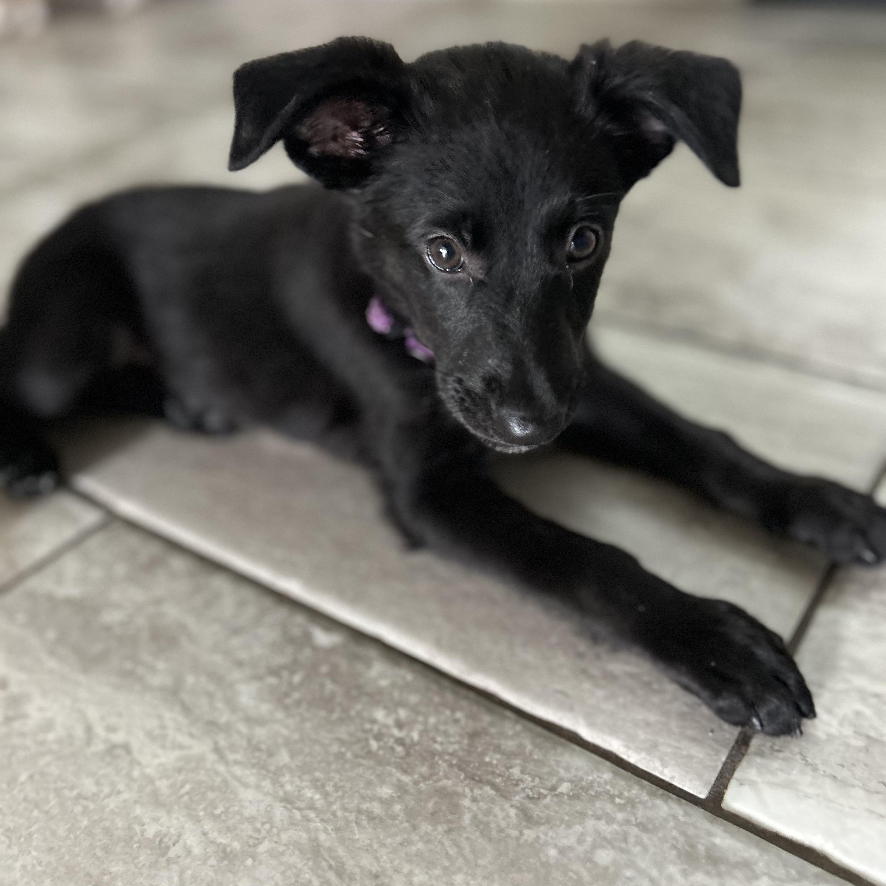 Dog for adoption - Jackie, a Terrier Mix in NOTTINGHAM, MD | Petfinder