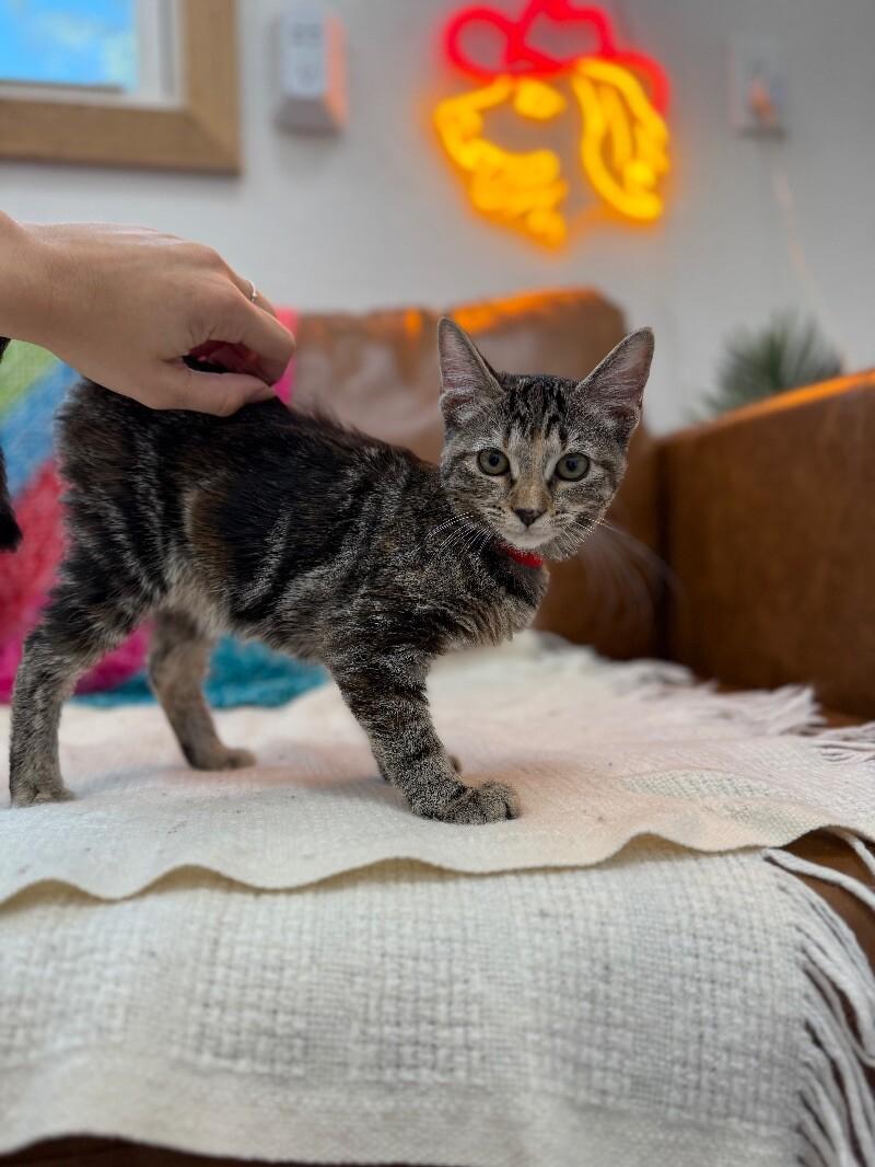 Cat for adoption - Brooklyn New York, a Domestic Short Hair Mix in ...